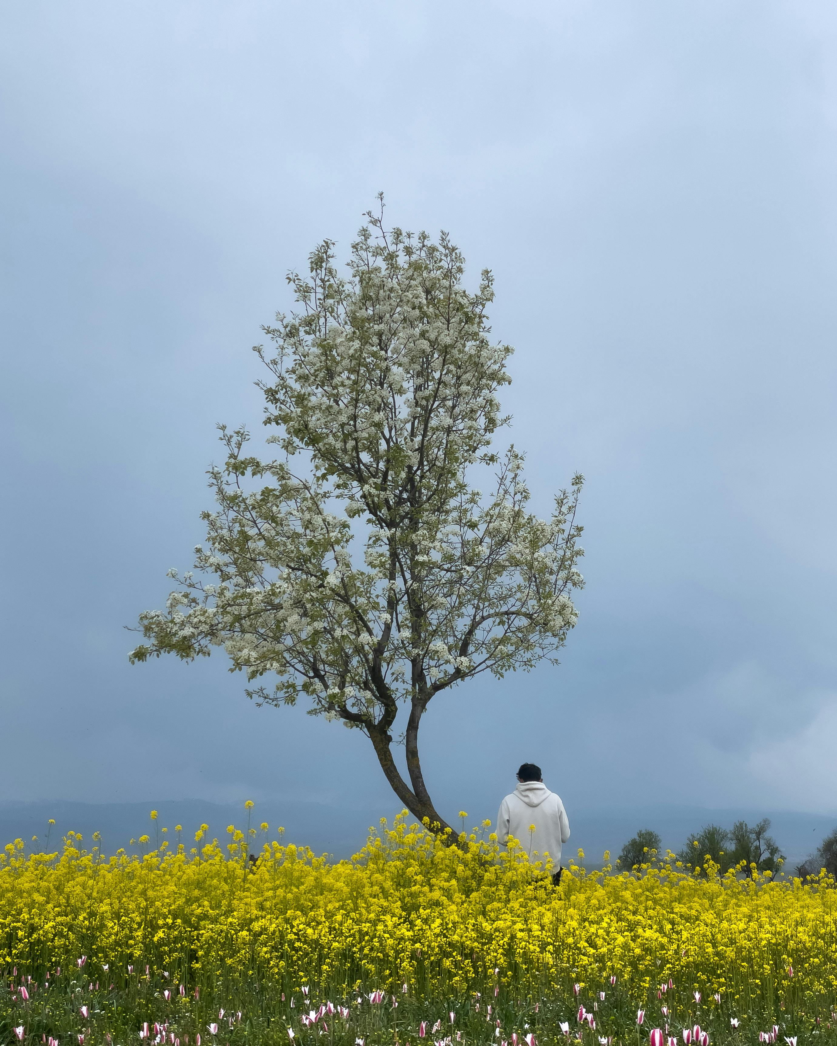 Overcast over Withered Tree · Free Stock Photo