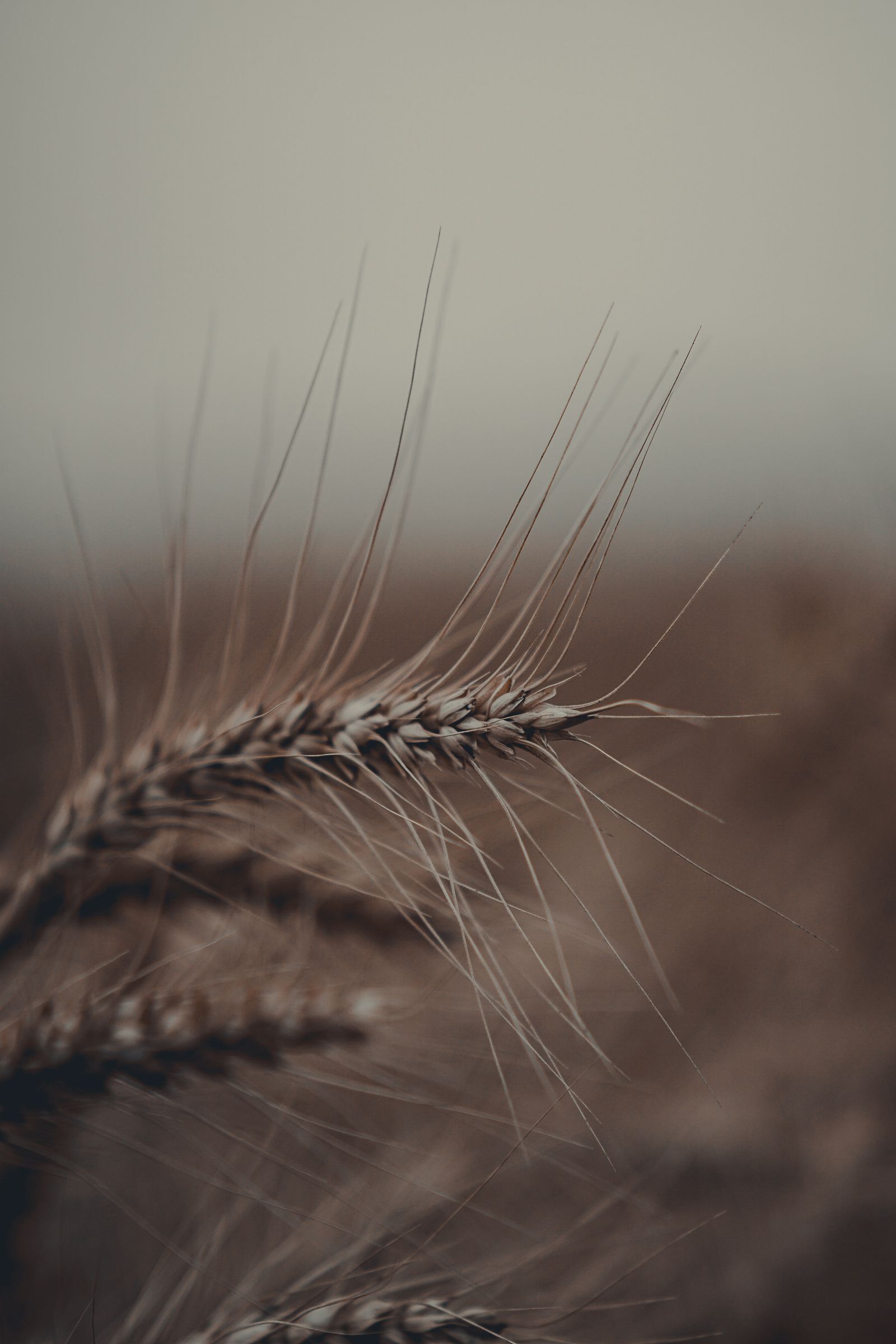 Wheat Field Photo Photos, Download The BEST Free Wheat Field Photo ...