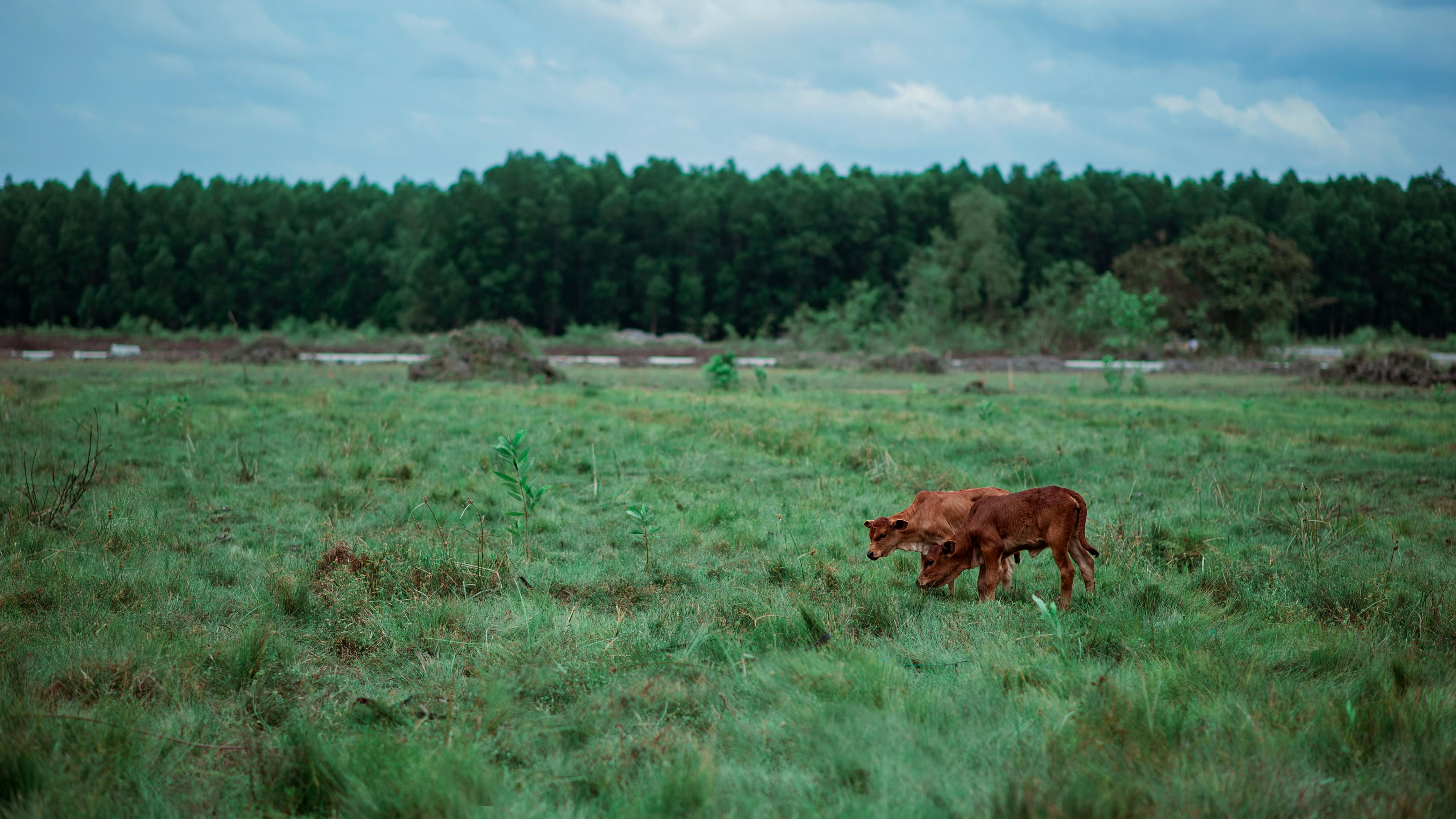 Cow on Field · Free Stock Photo
