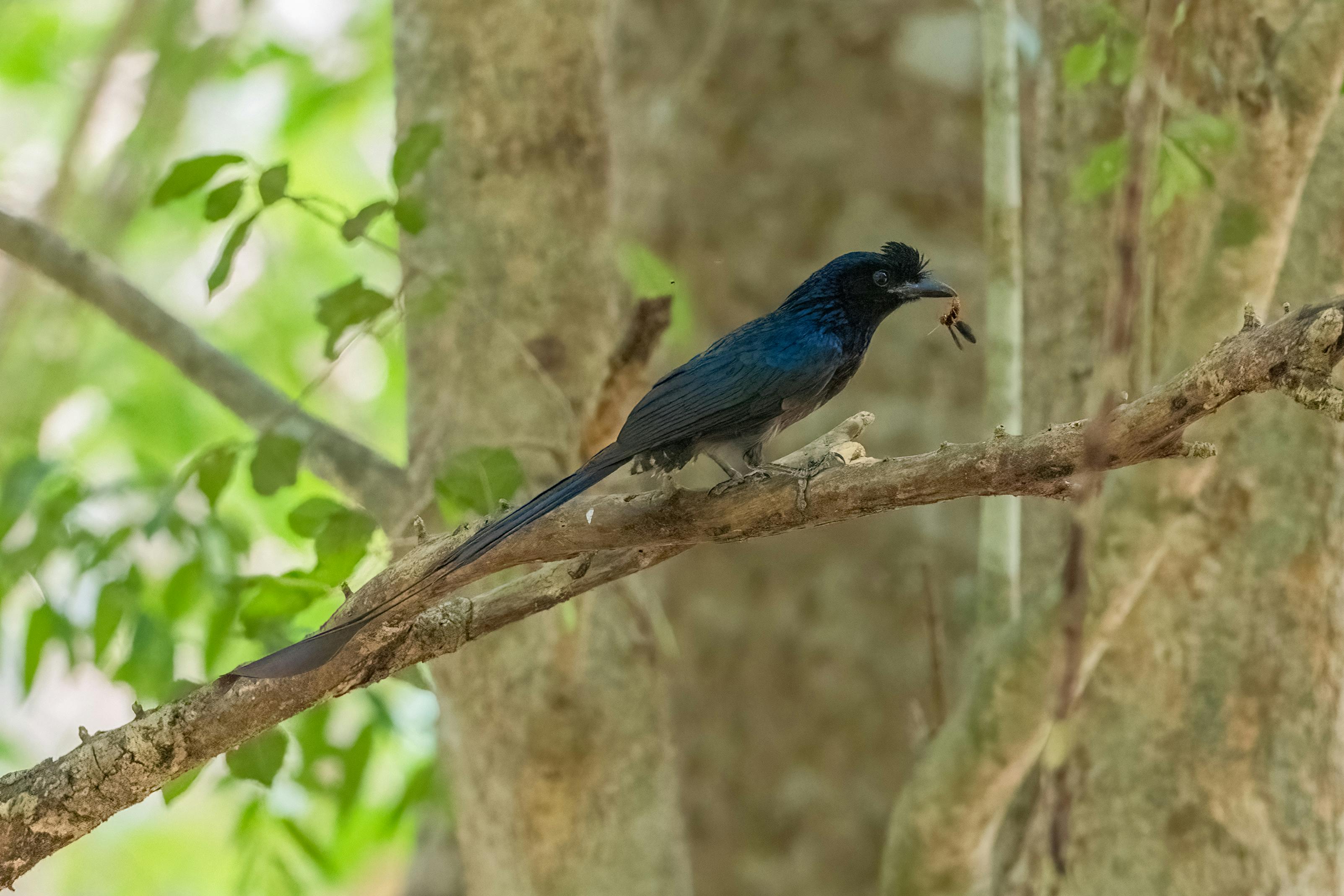 A Greater Racket-Tailed Drongo Perching on a Branch · Free Stock Photo