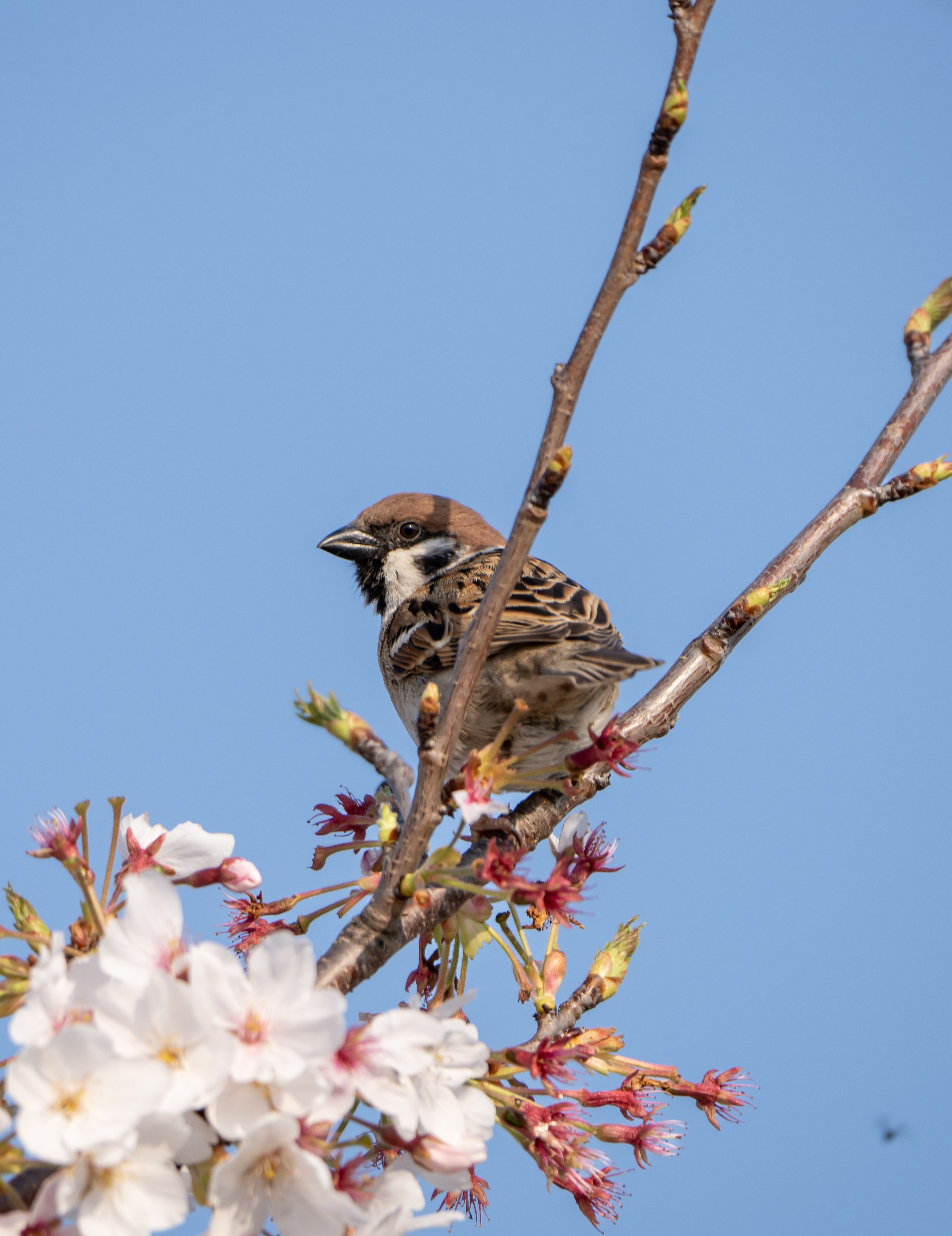 Animal Spring Wallpaper Photos, Download The BEST Free Animal Spring ...