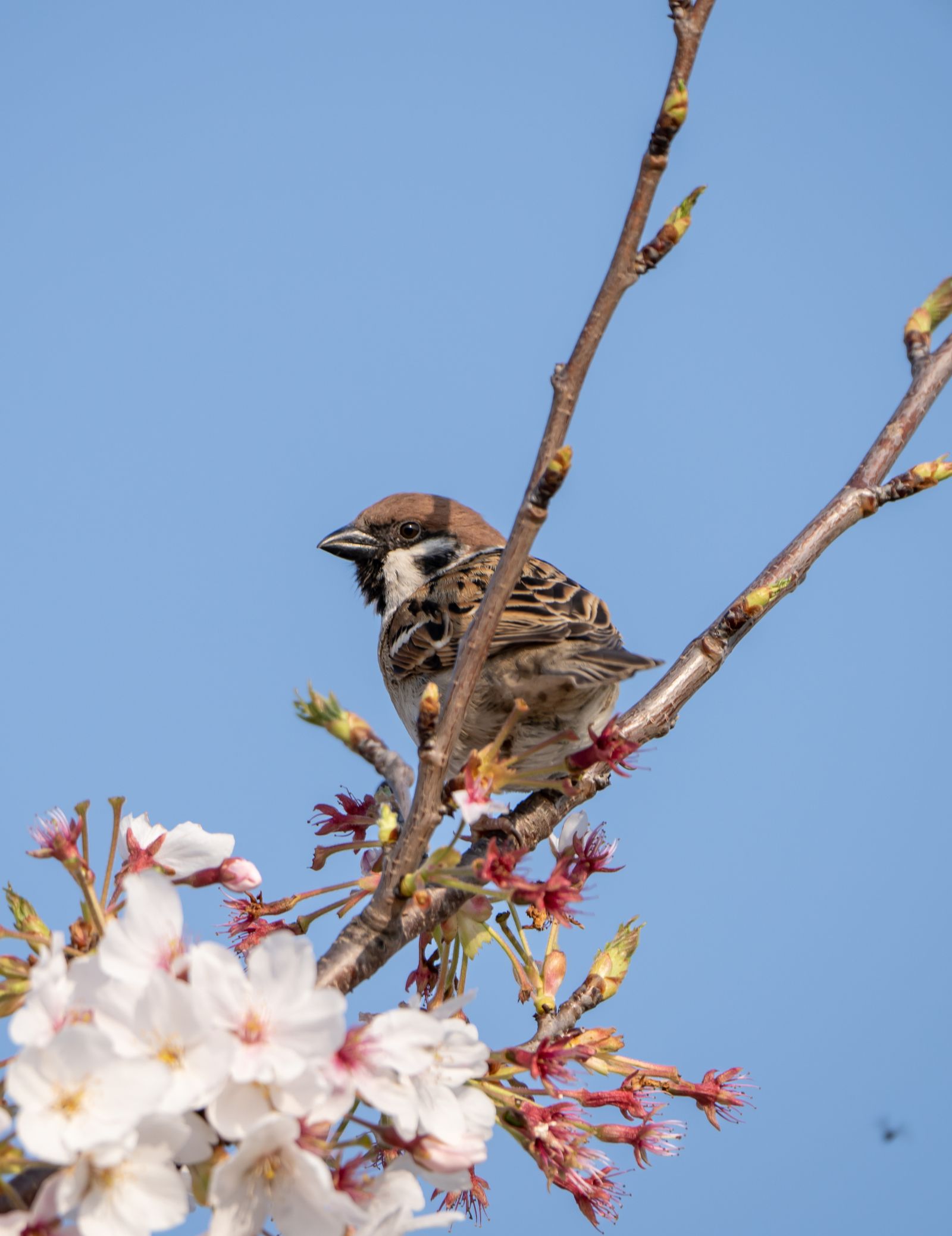Sparrows On A Branch Enjoy Spring Blooms Photos, Download The BEST Free ...