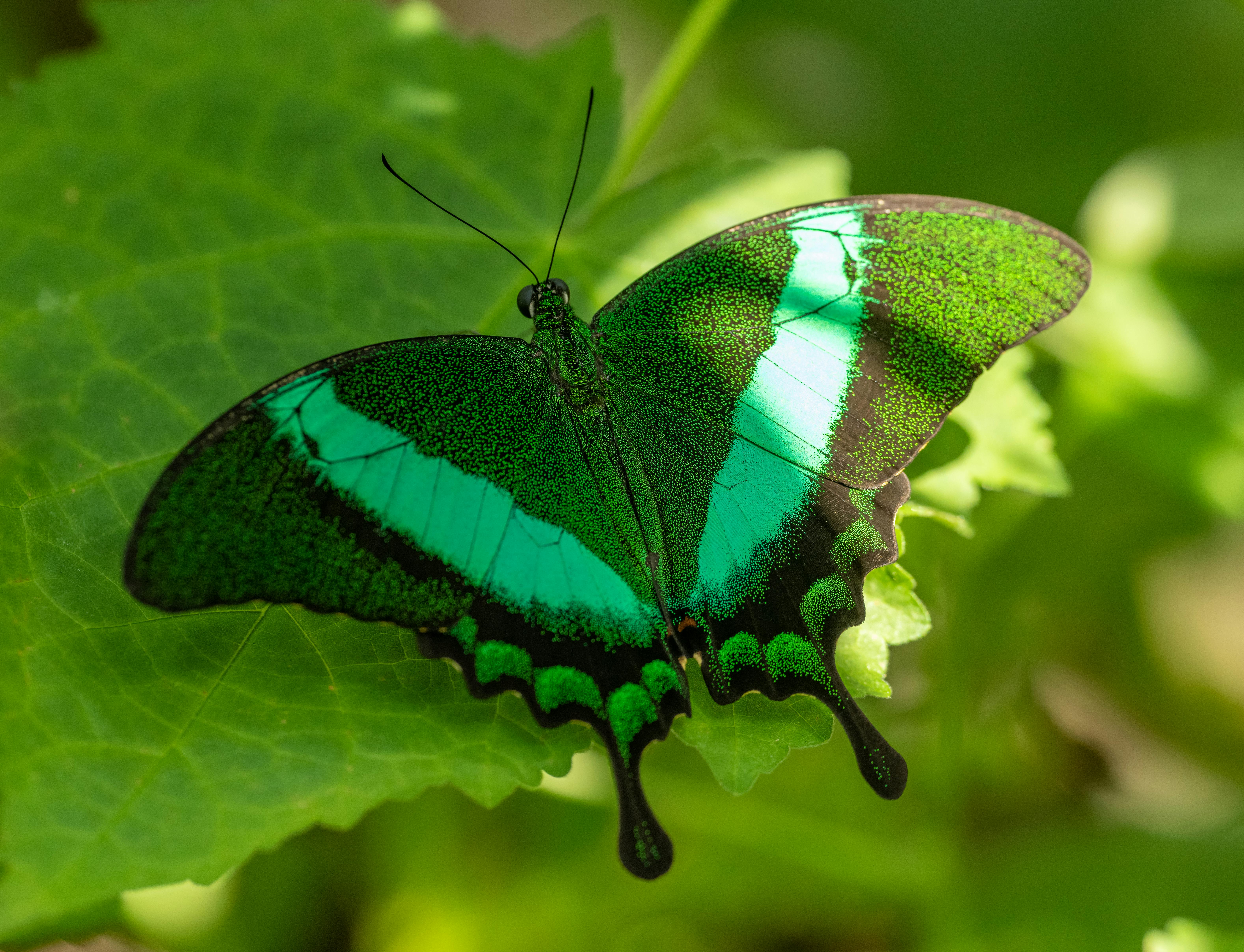 Close up of Green Butterfly · Free Stock Photo