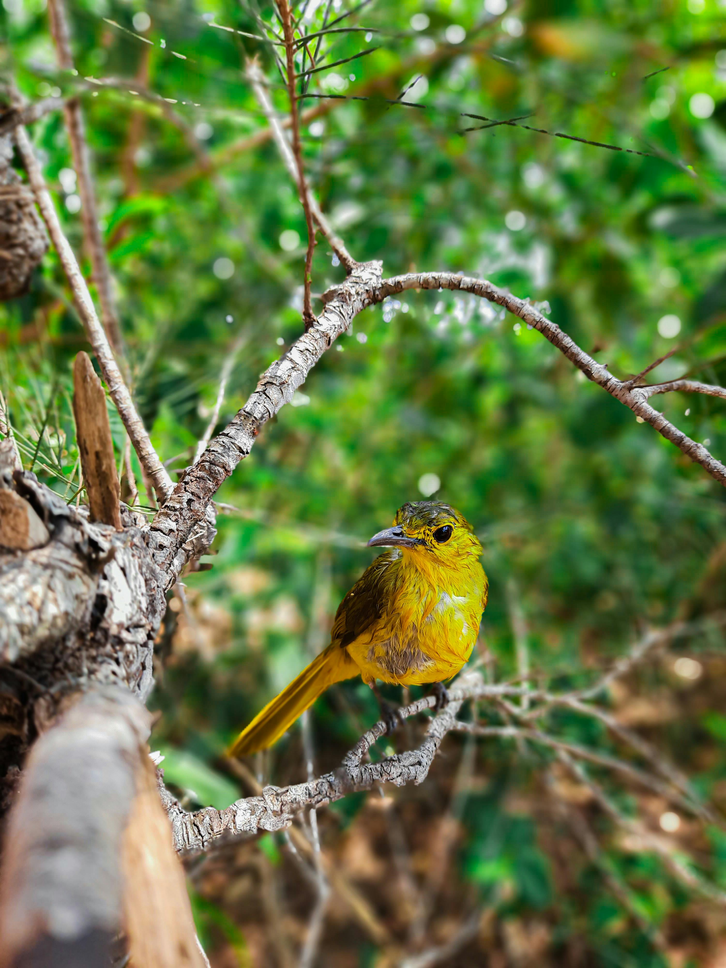 Close up of Yellow Songbird · Free Stock Photo