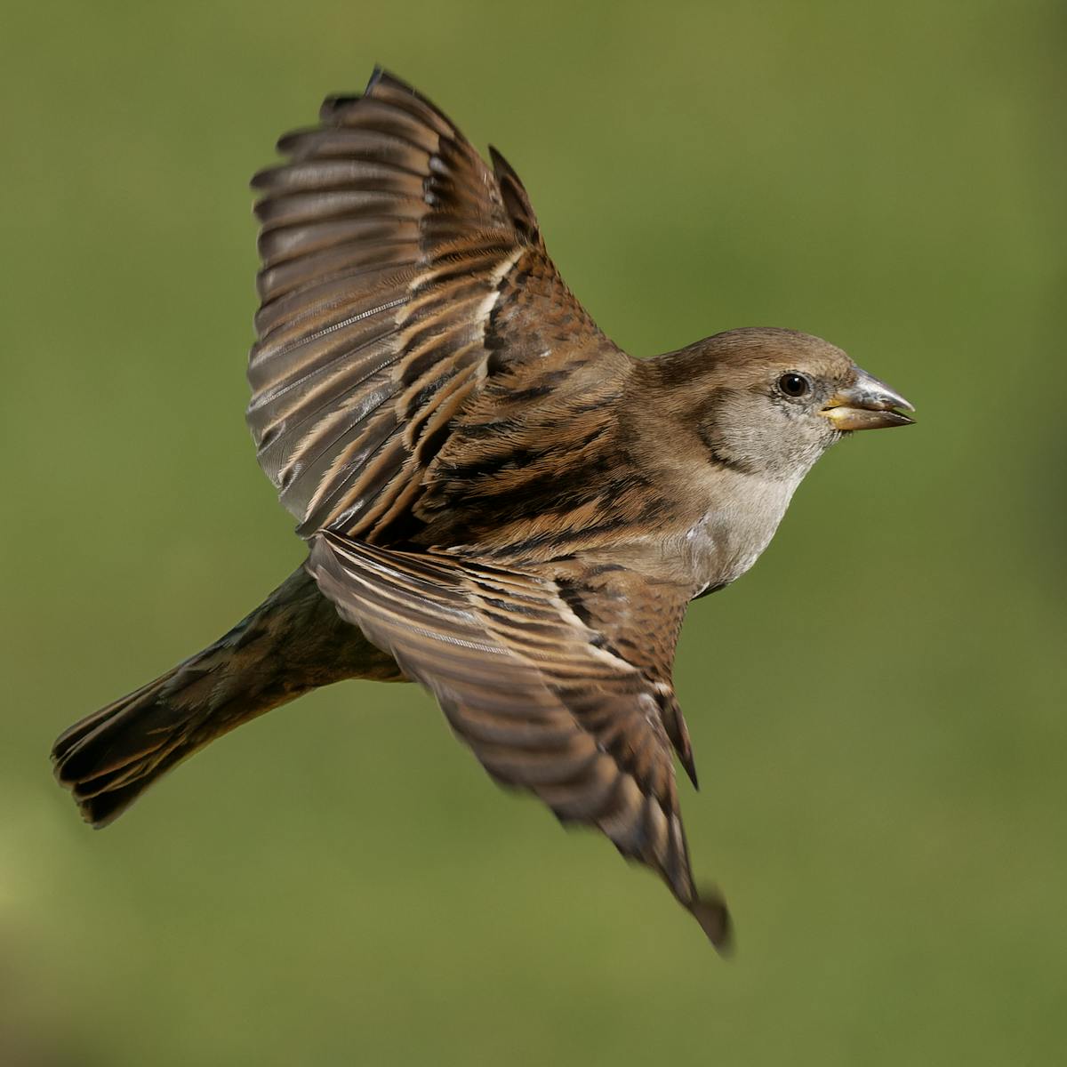 Sparrow Birds Flying Photos, Download The BEST Free Sparrow Birds ...
