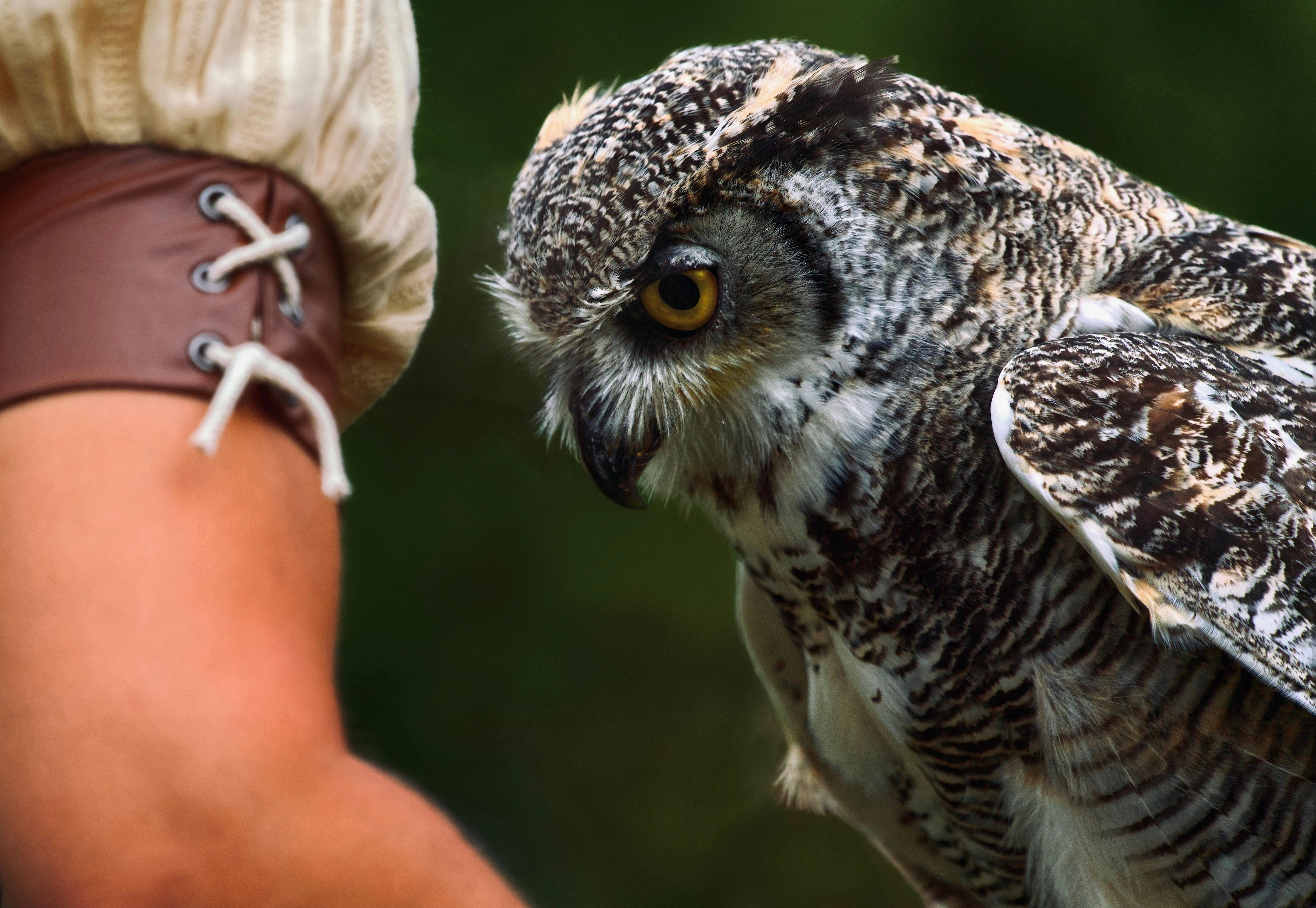 Foto de stock gratuita sobre animal, bubo bubo, búho, búho real, de ...
