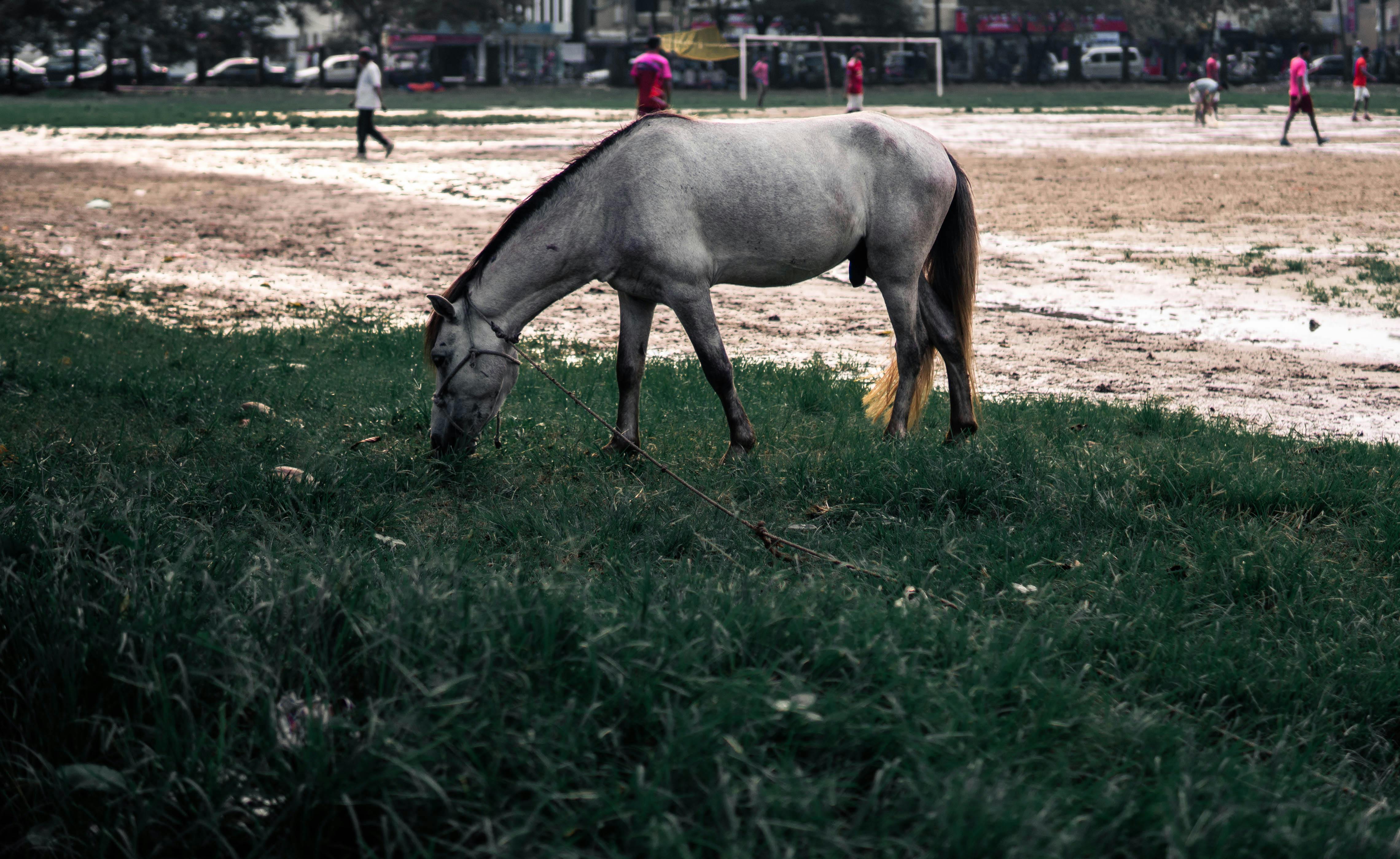 Jakaria Hussain Adnan - 攝影