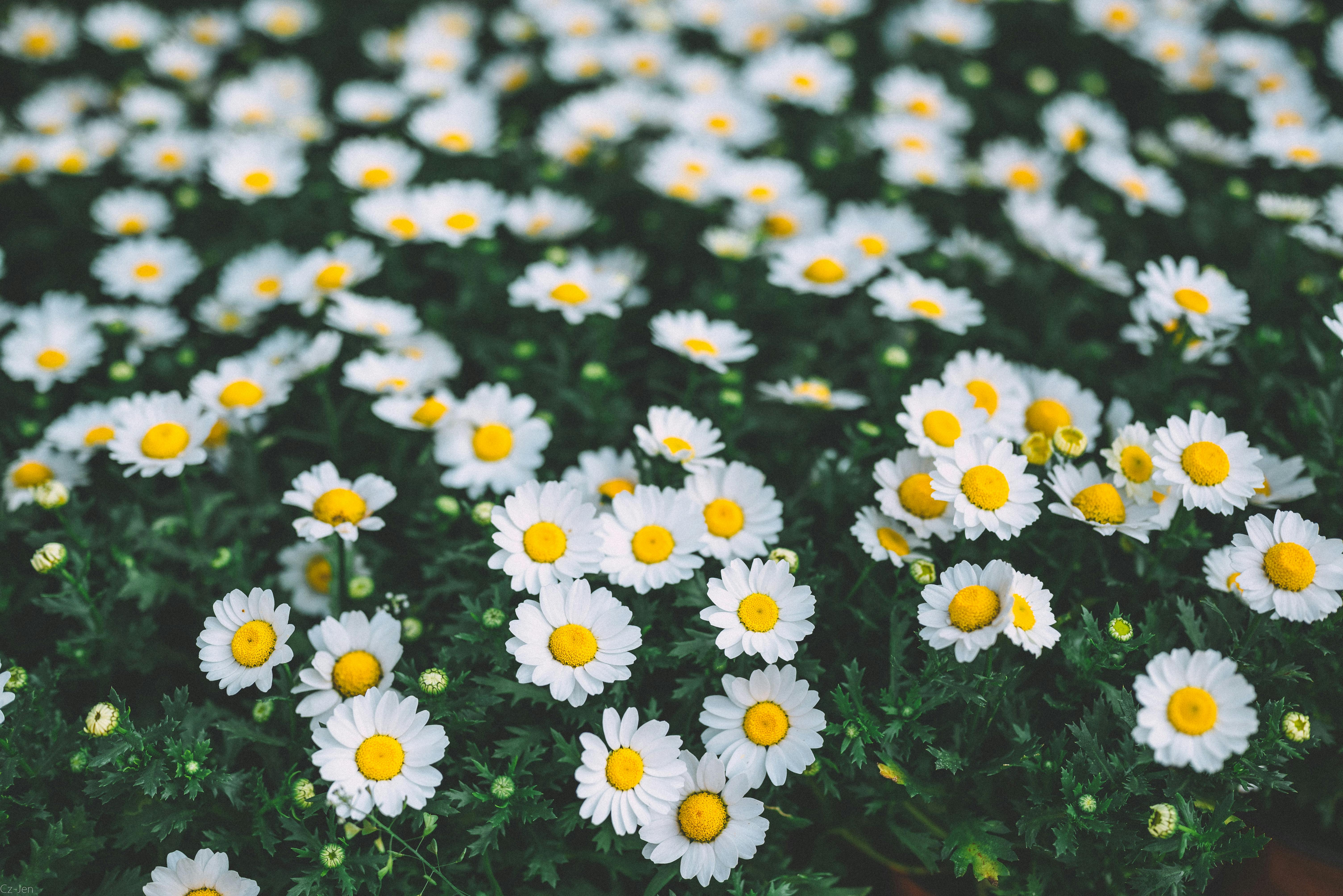 Abundance of Chamomile Flowers · Free Stock Photo
