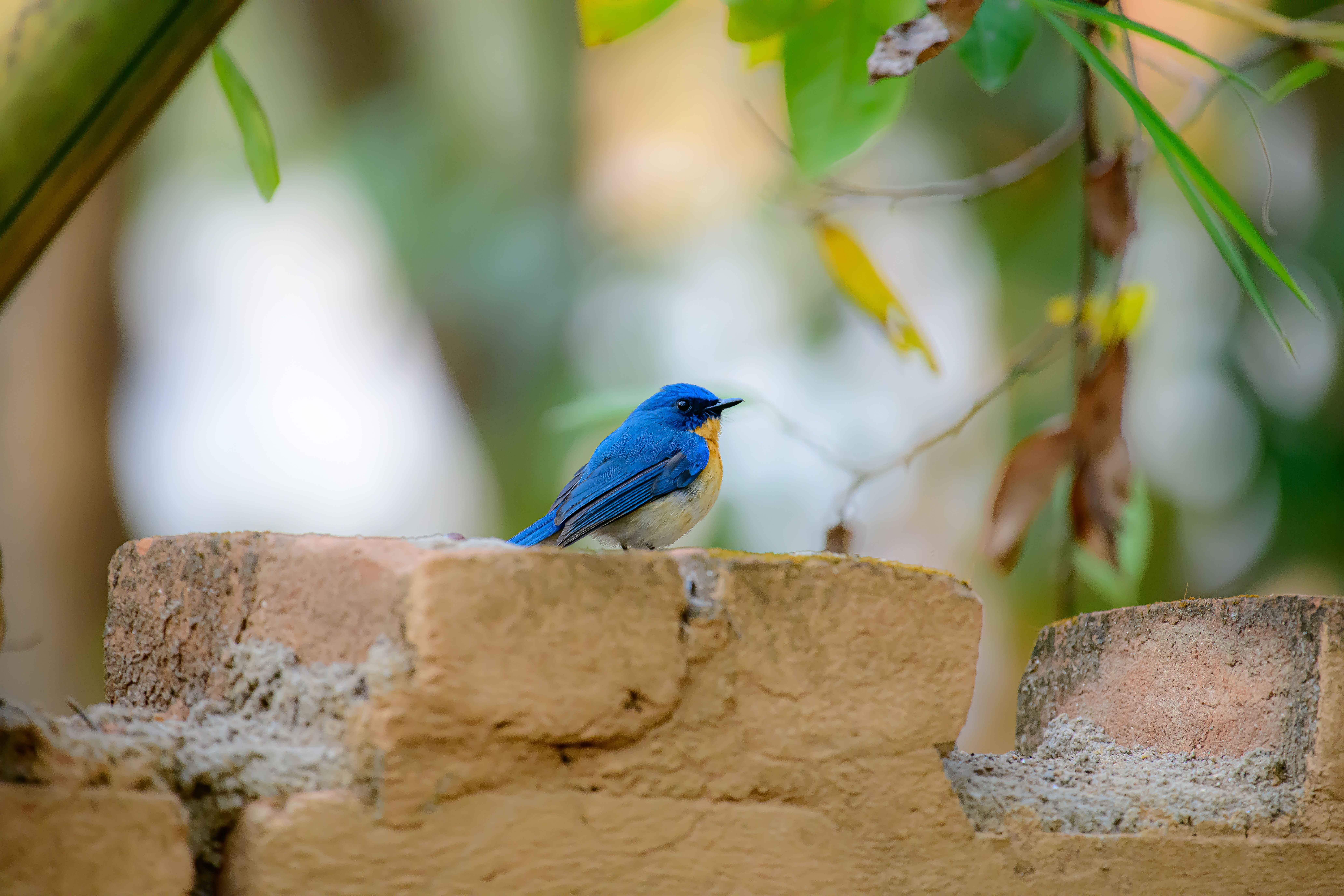 Flycatcher Perching on Fence · Free Stock Photo