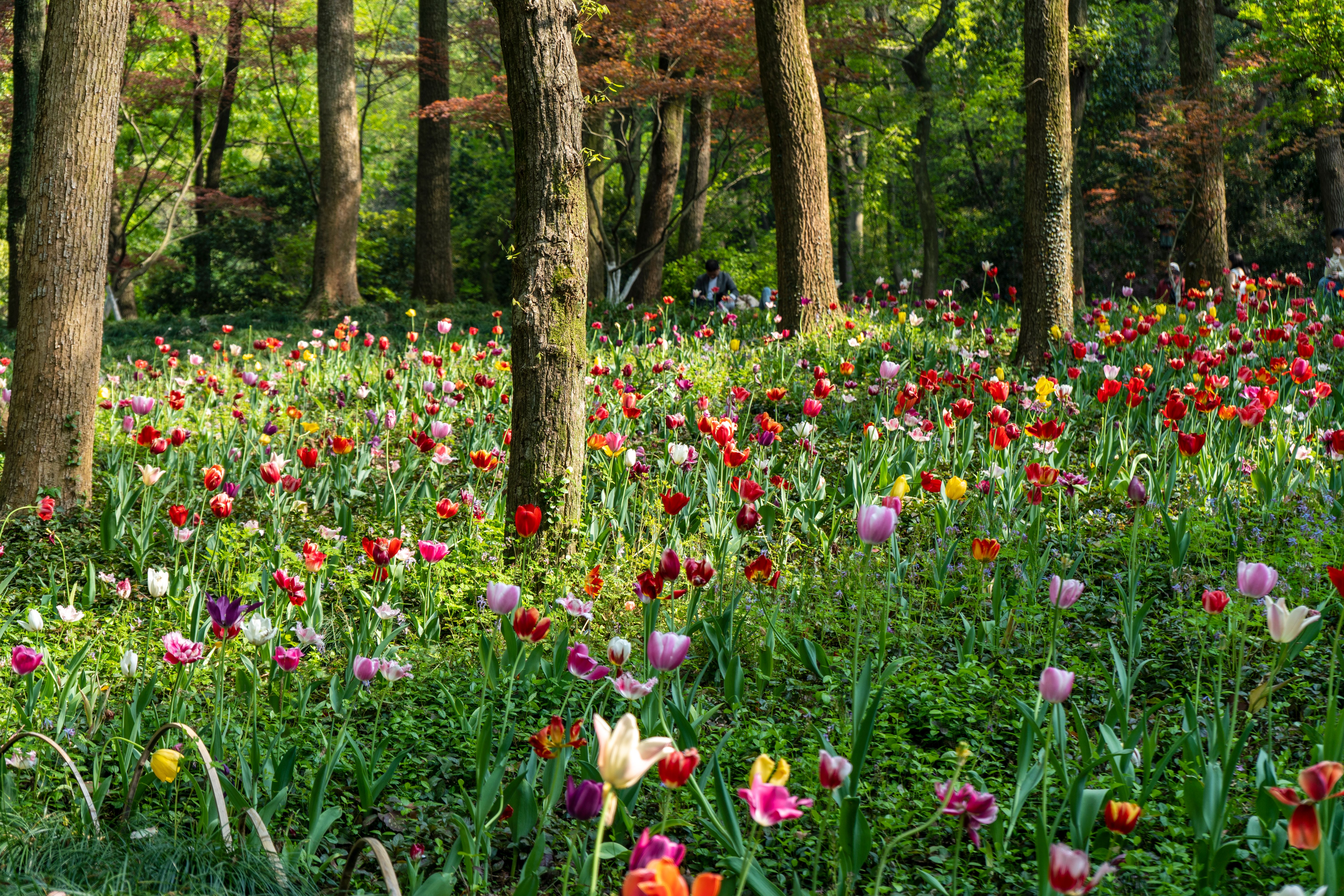 Plantando Flores En El Bosque