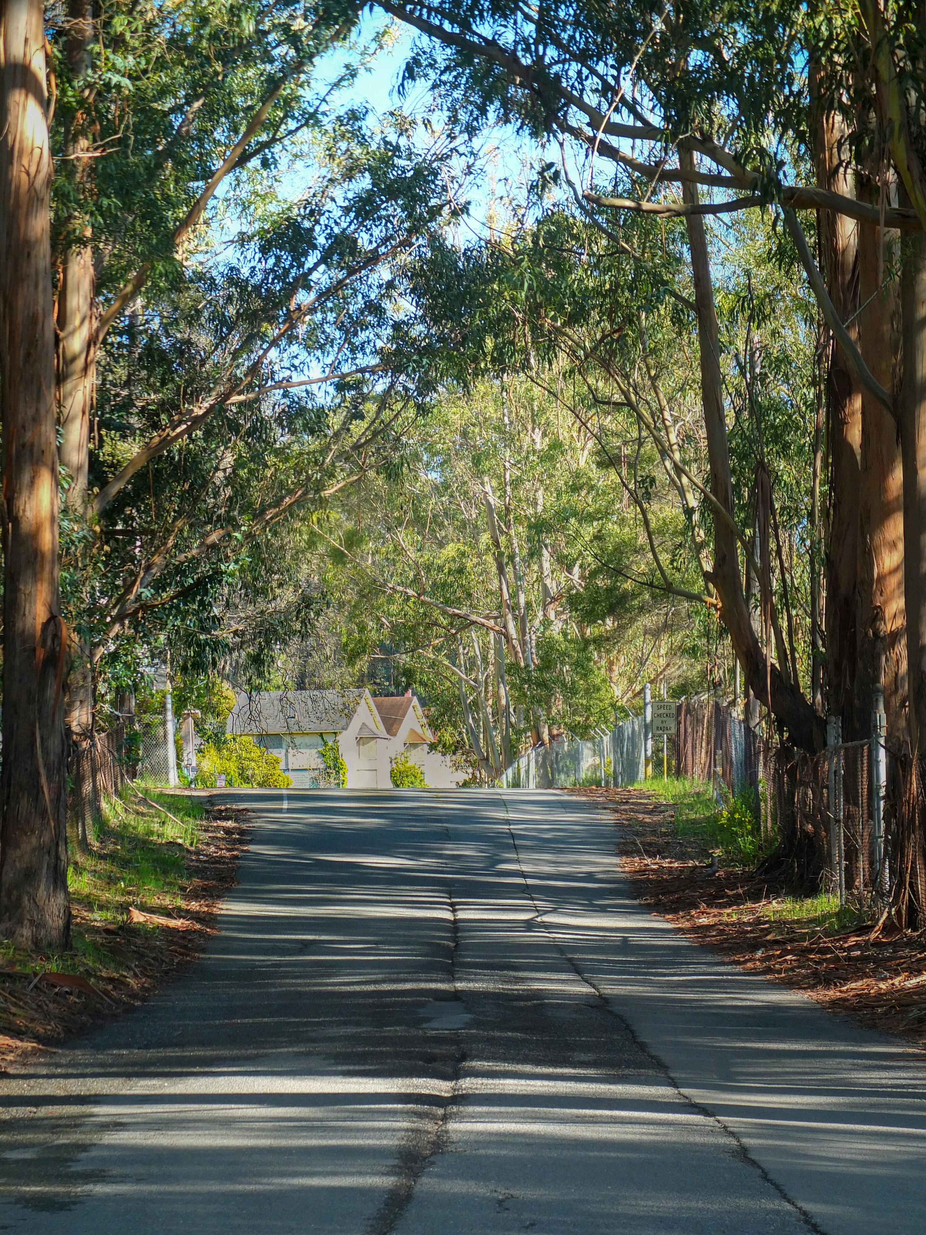 Trees around Road · Free Stock Photo