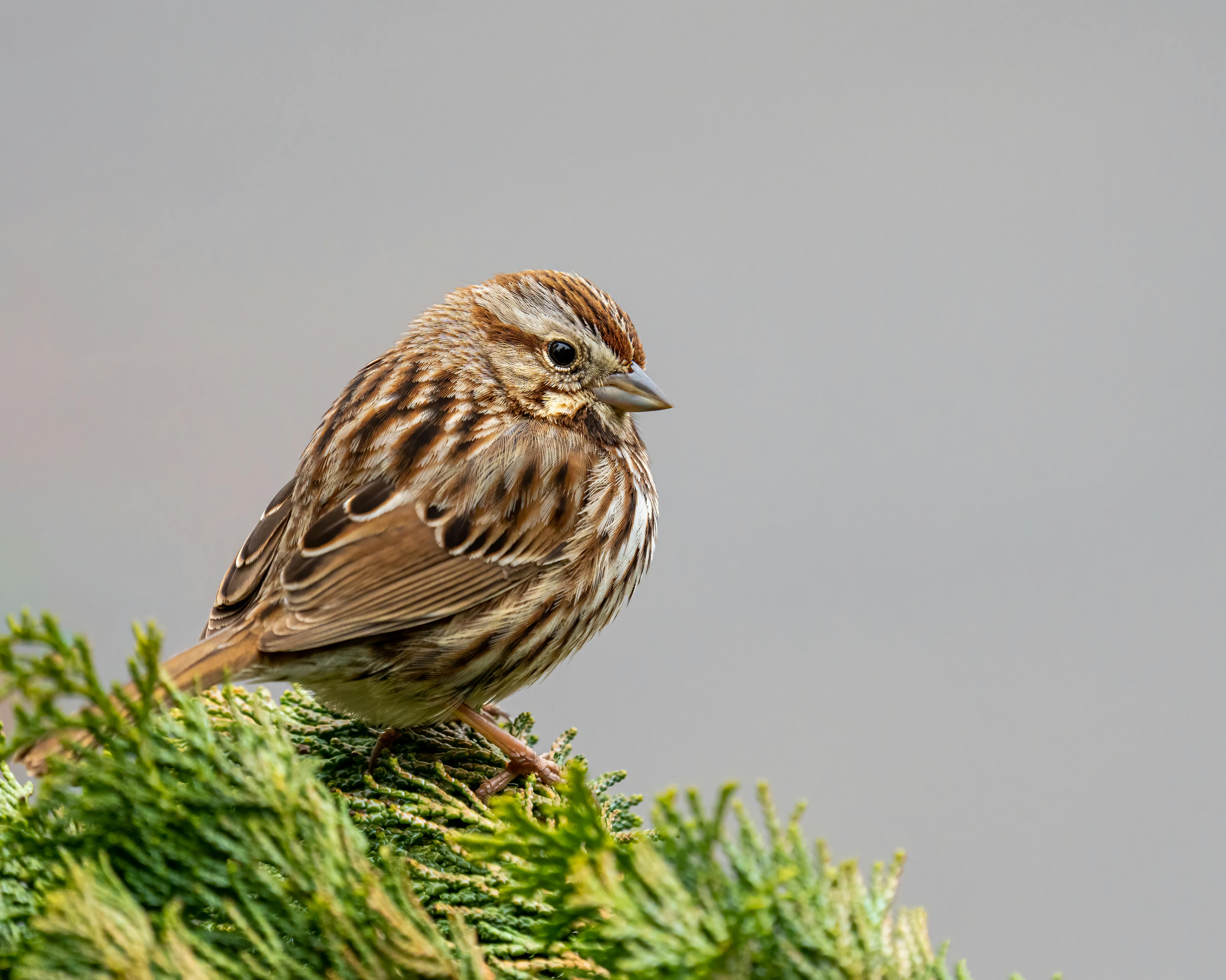 Sparrow Background Photos, Download The BEST Free Sparrow Background ...