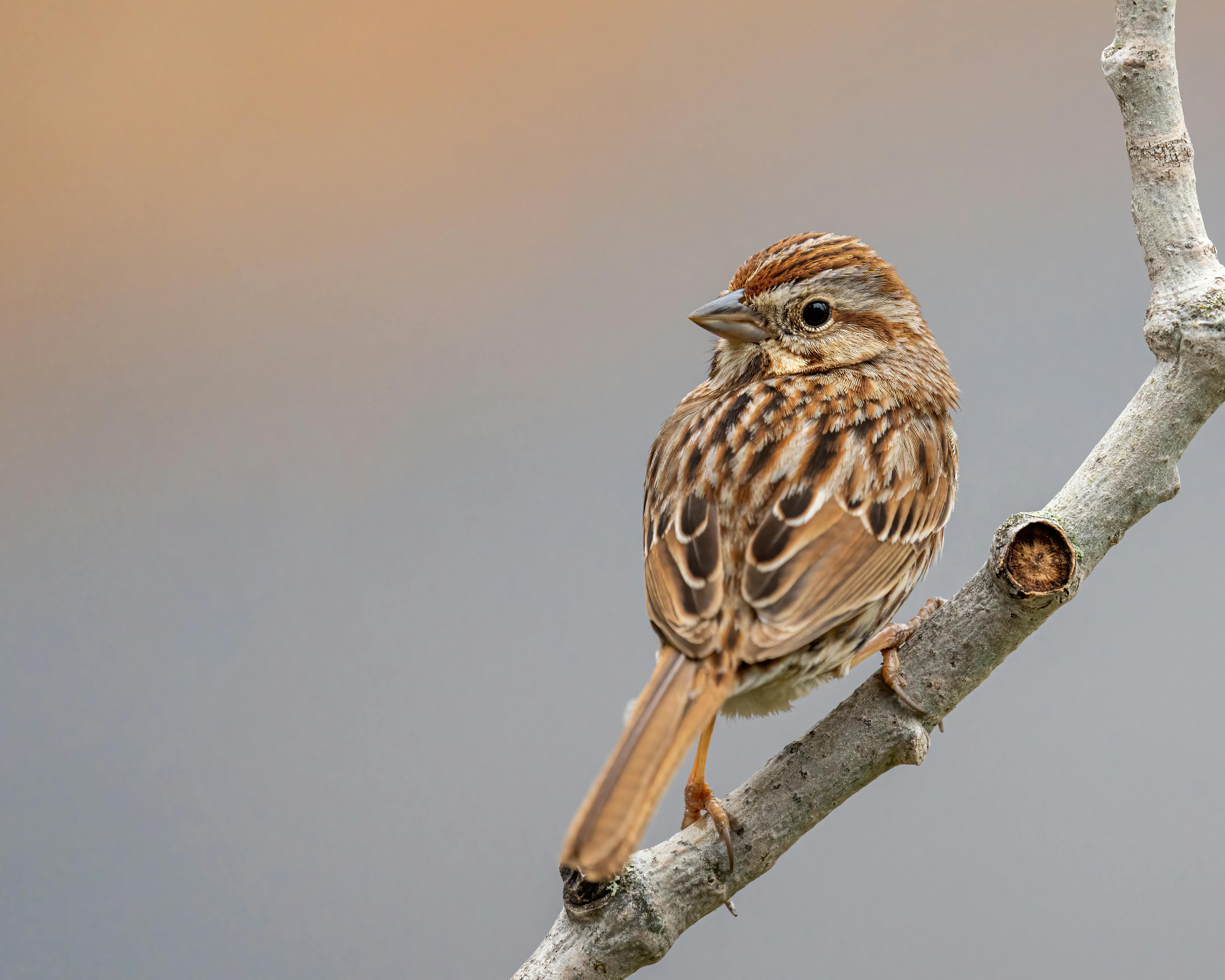 Subabul Tree Photos, Download The BEST Free Subabul Tree Stock Photos ...