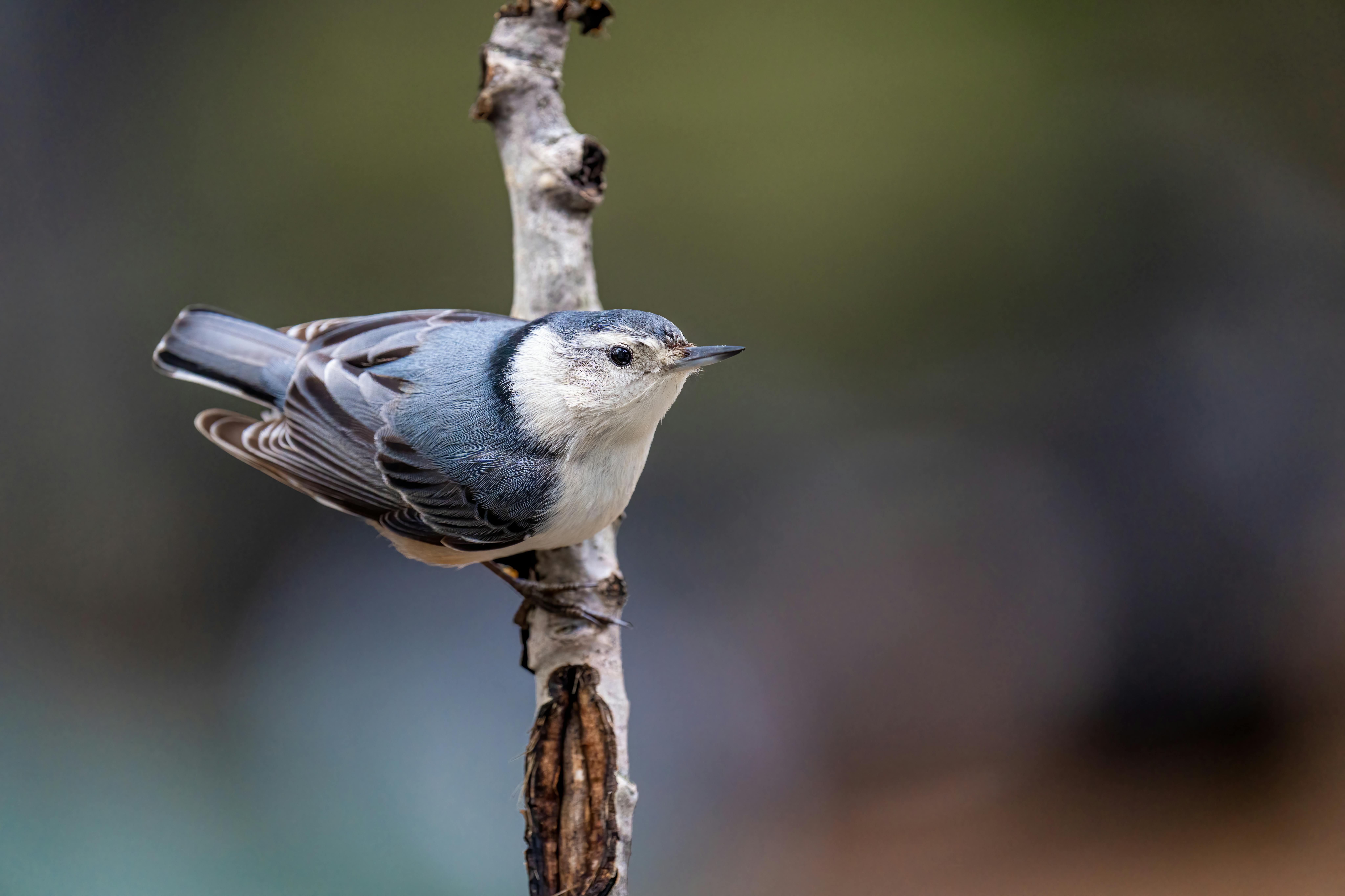 White Breasted Nuthatch by Scattered Seeds · Free Stock Photo