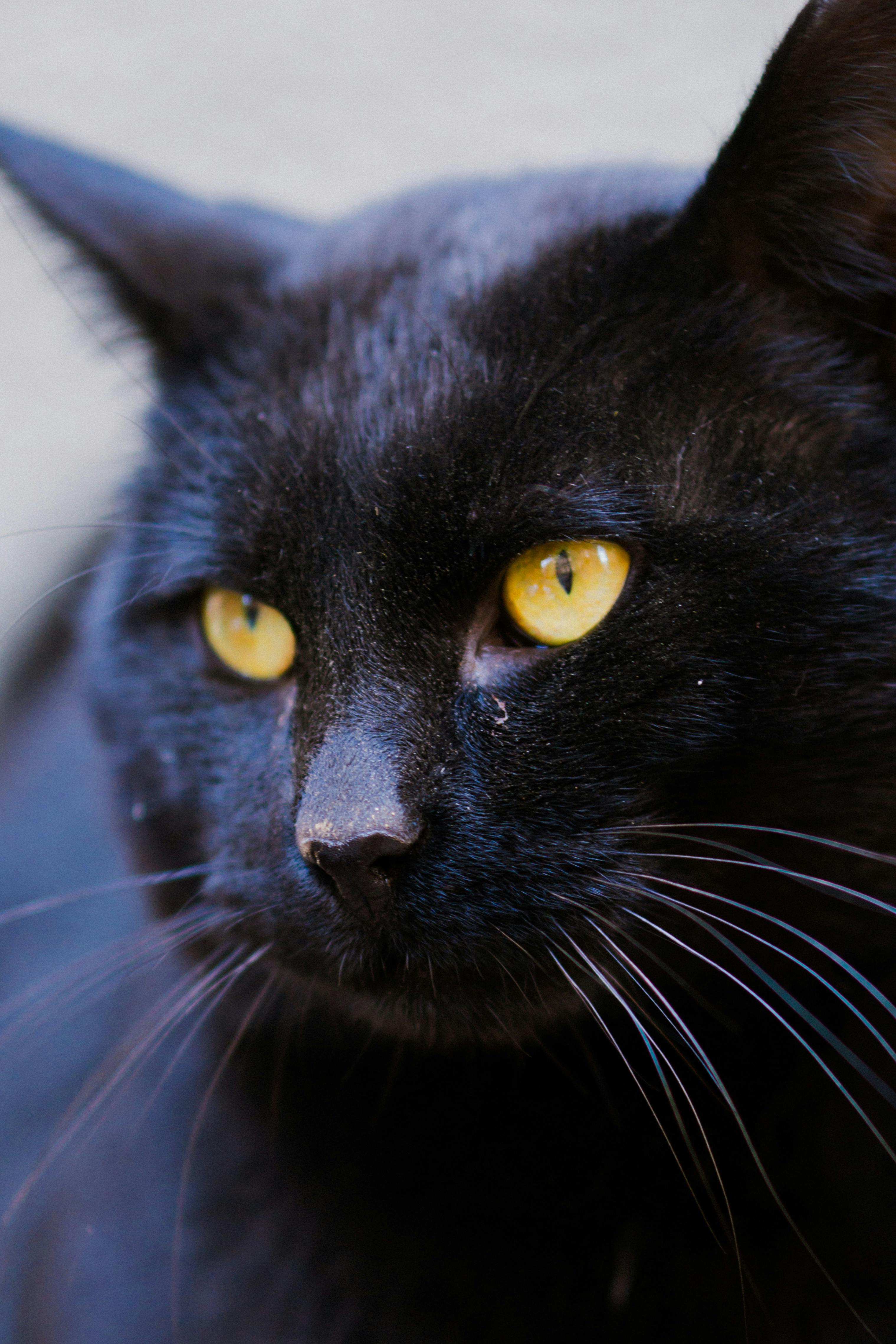 Close up of a Black Cat · Free Stock Photo
