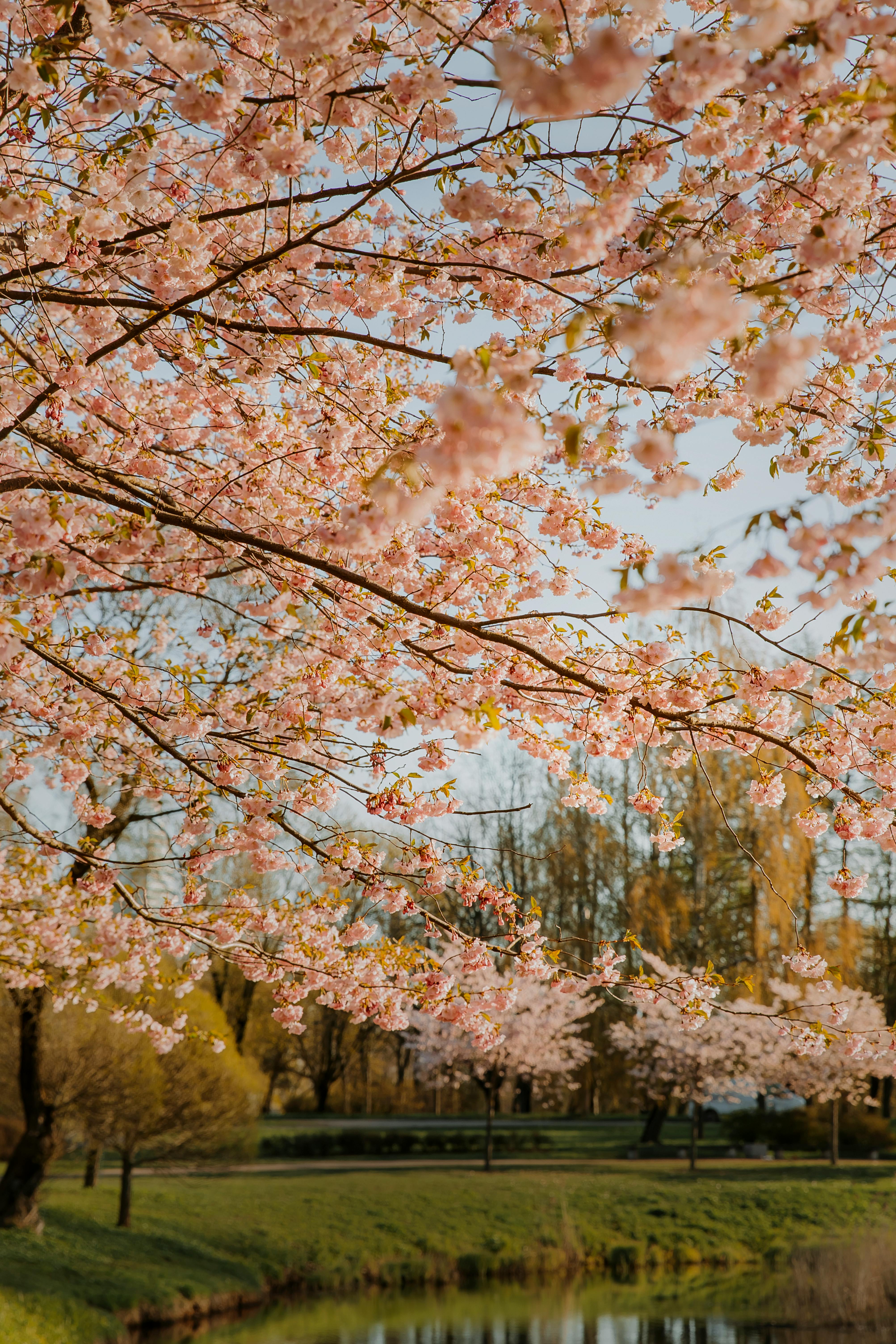 Cherry Tree over Water · Free Stock Photo