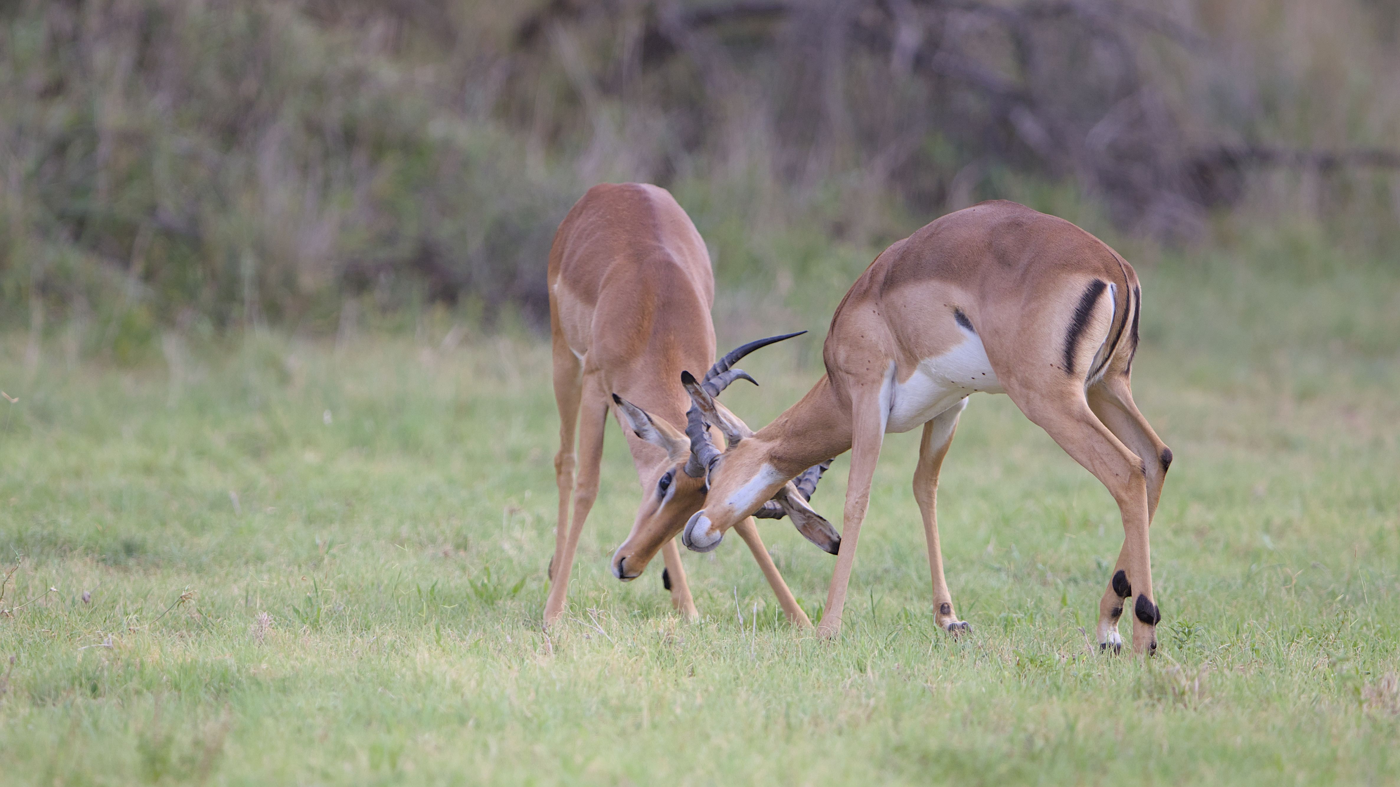 Two Impalas Sparring in Grassland · Free Stock Photo