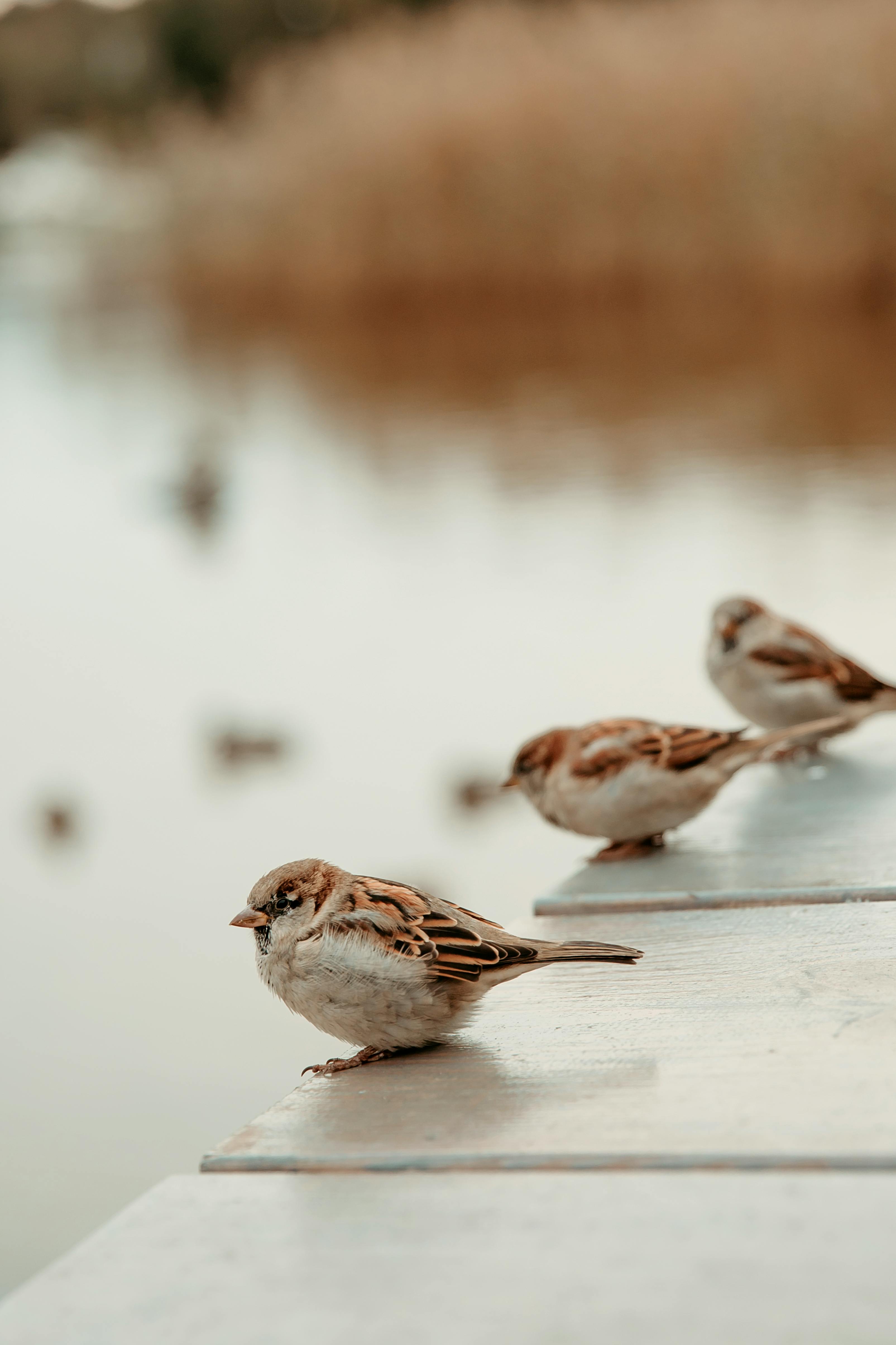 Sparrows Photos, Download The BEST Free Sparrows Stock Photos & HD Images