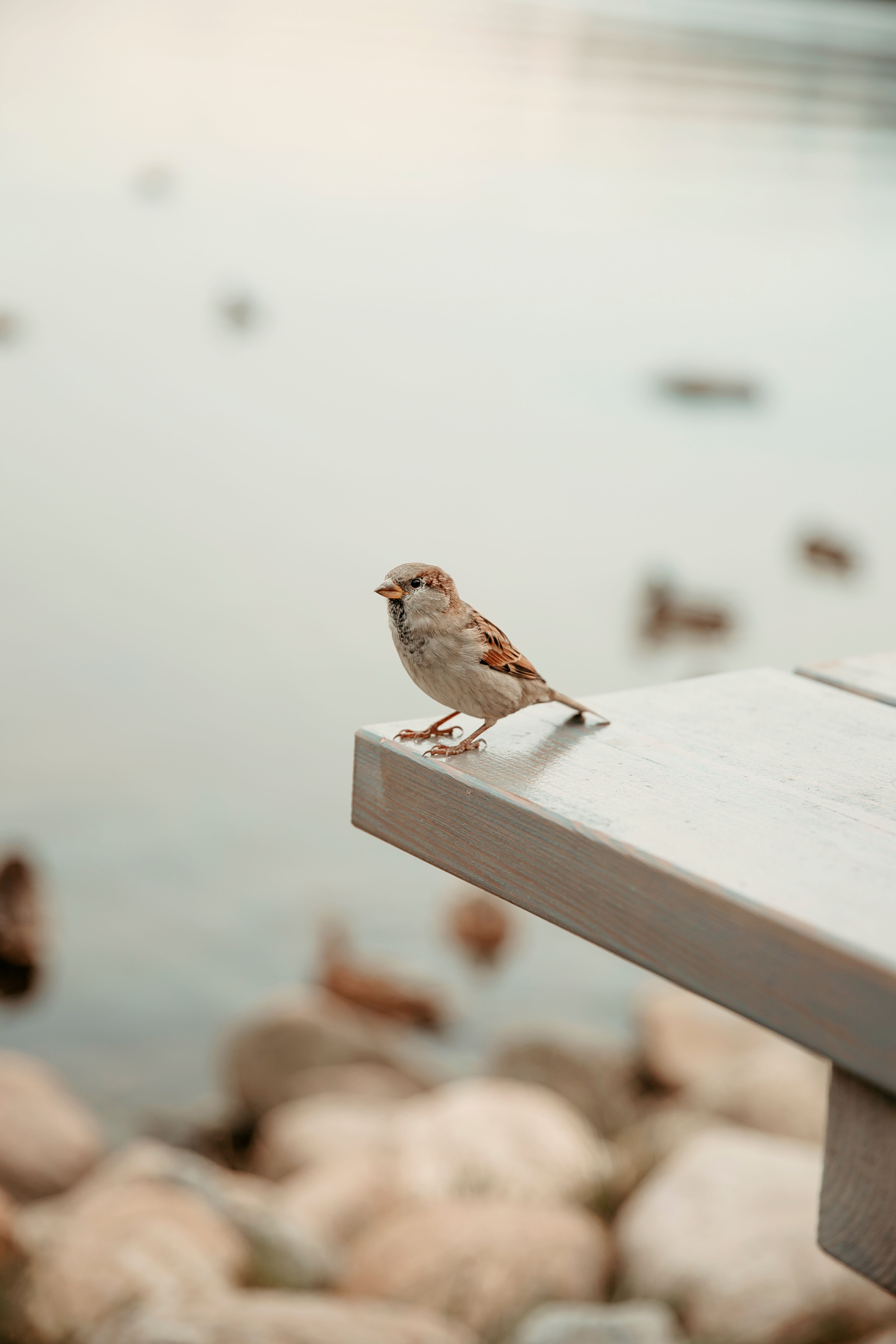 Sparrow by Lake · Free Stock Photo