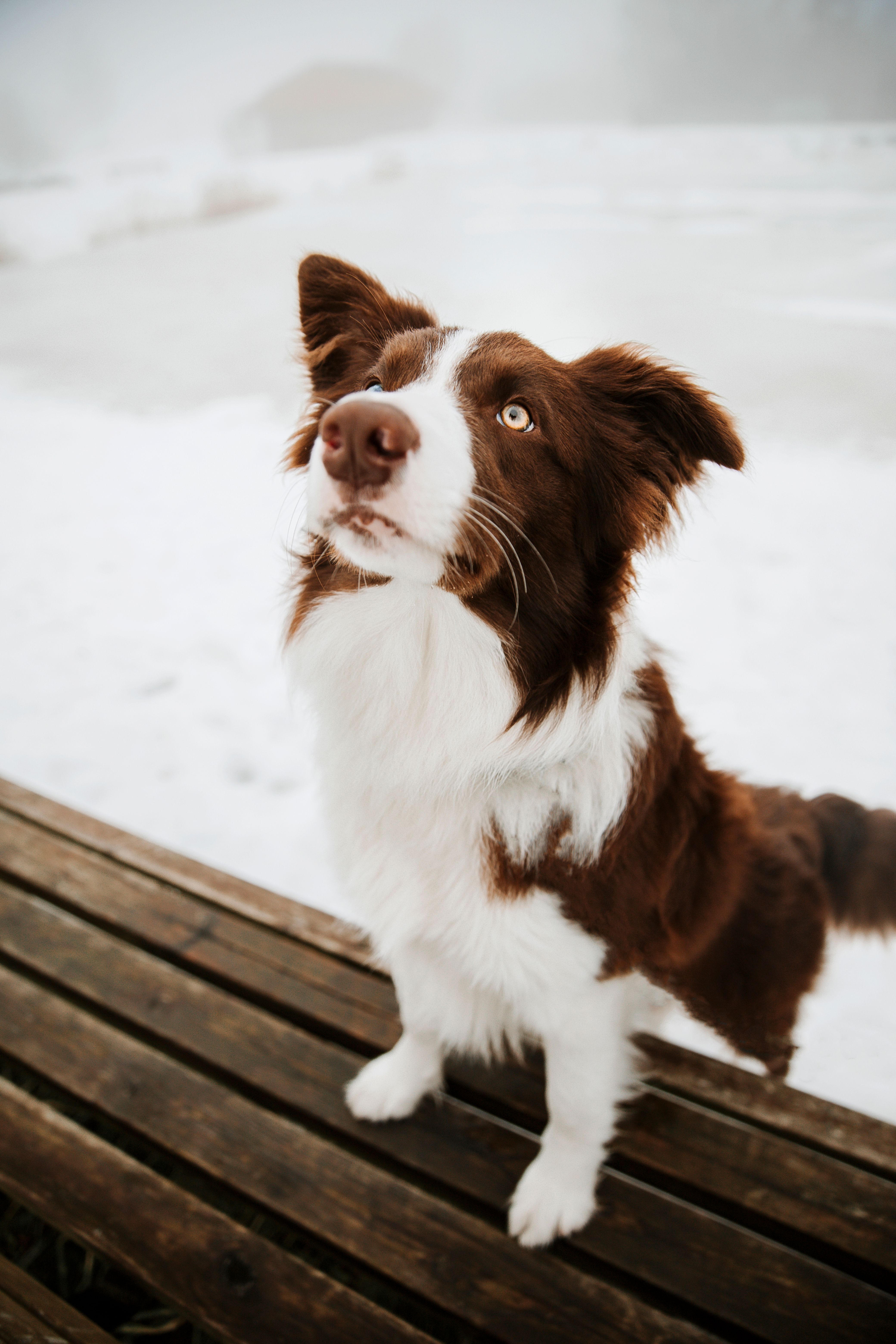 Cute Dog Poses Photos, Download The BEST Free Cute Dog Poses Stock ...