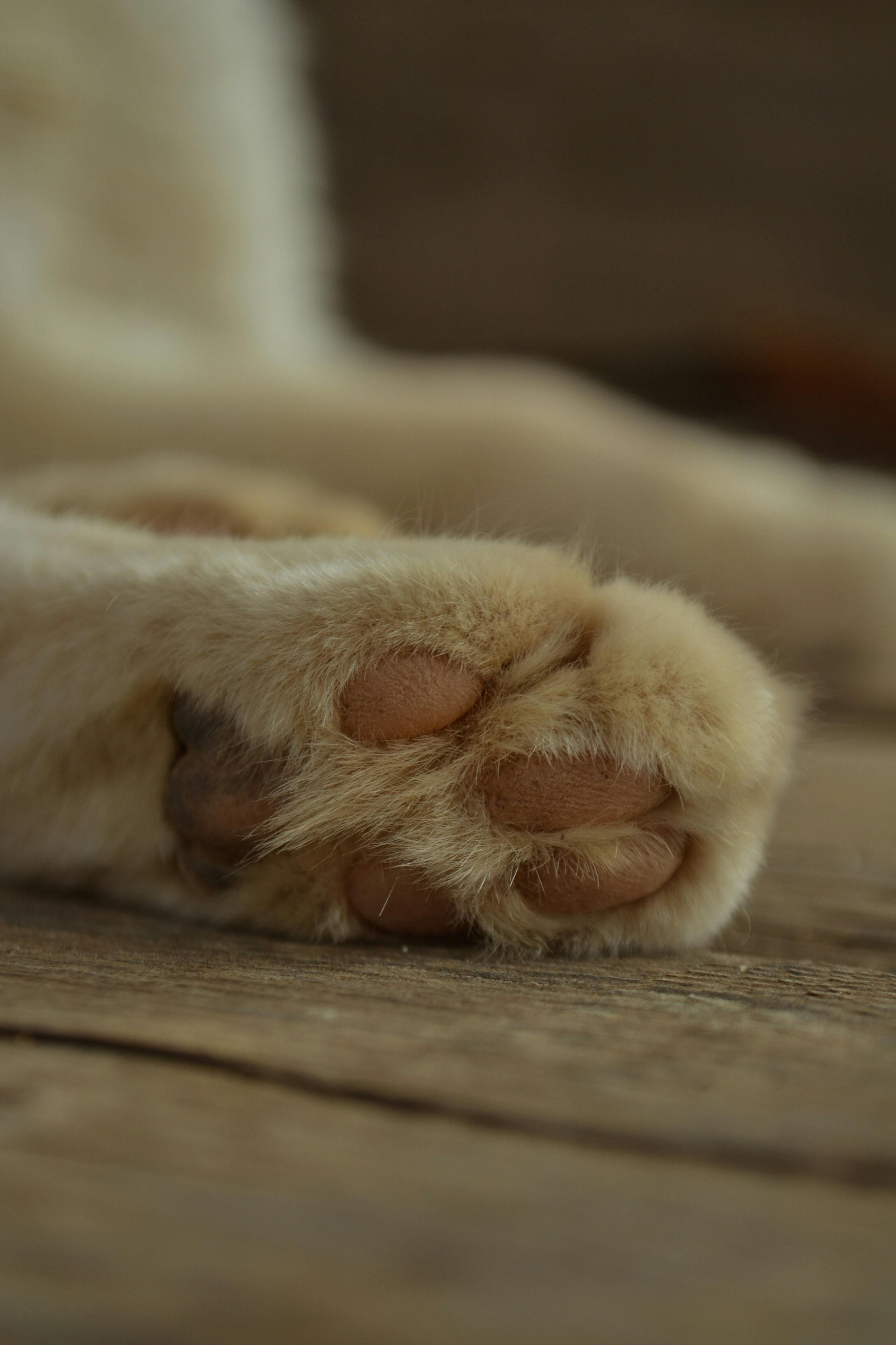 Close-up of the Bottom of a Cats Paw · Free Stock Photo