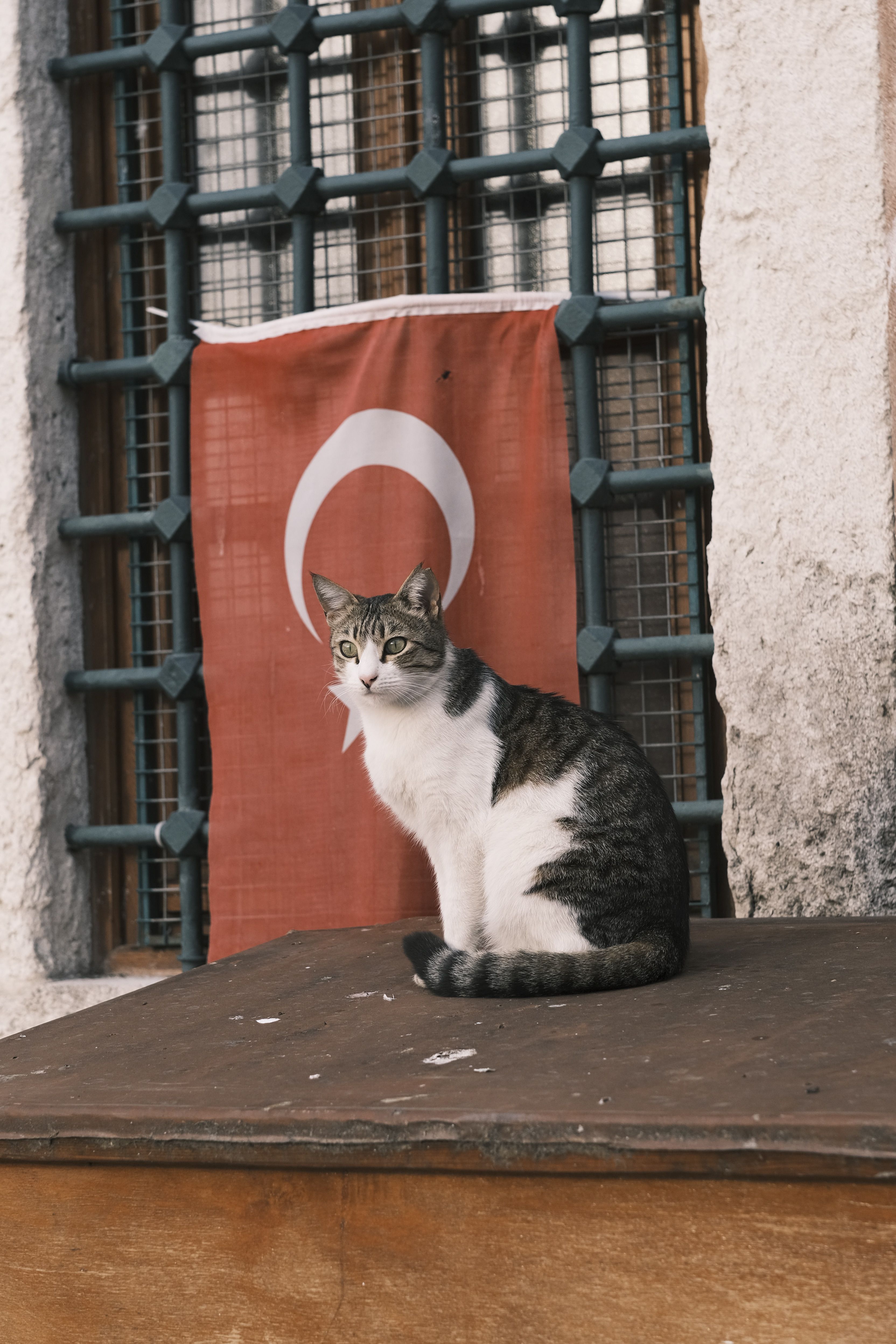 Street Cat Sitting by Turkish Flag in Istanbul · Free Stock Photo