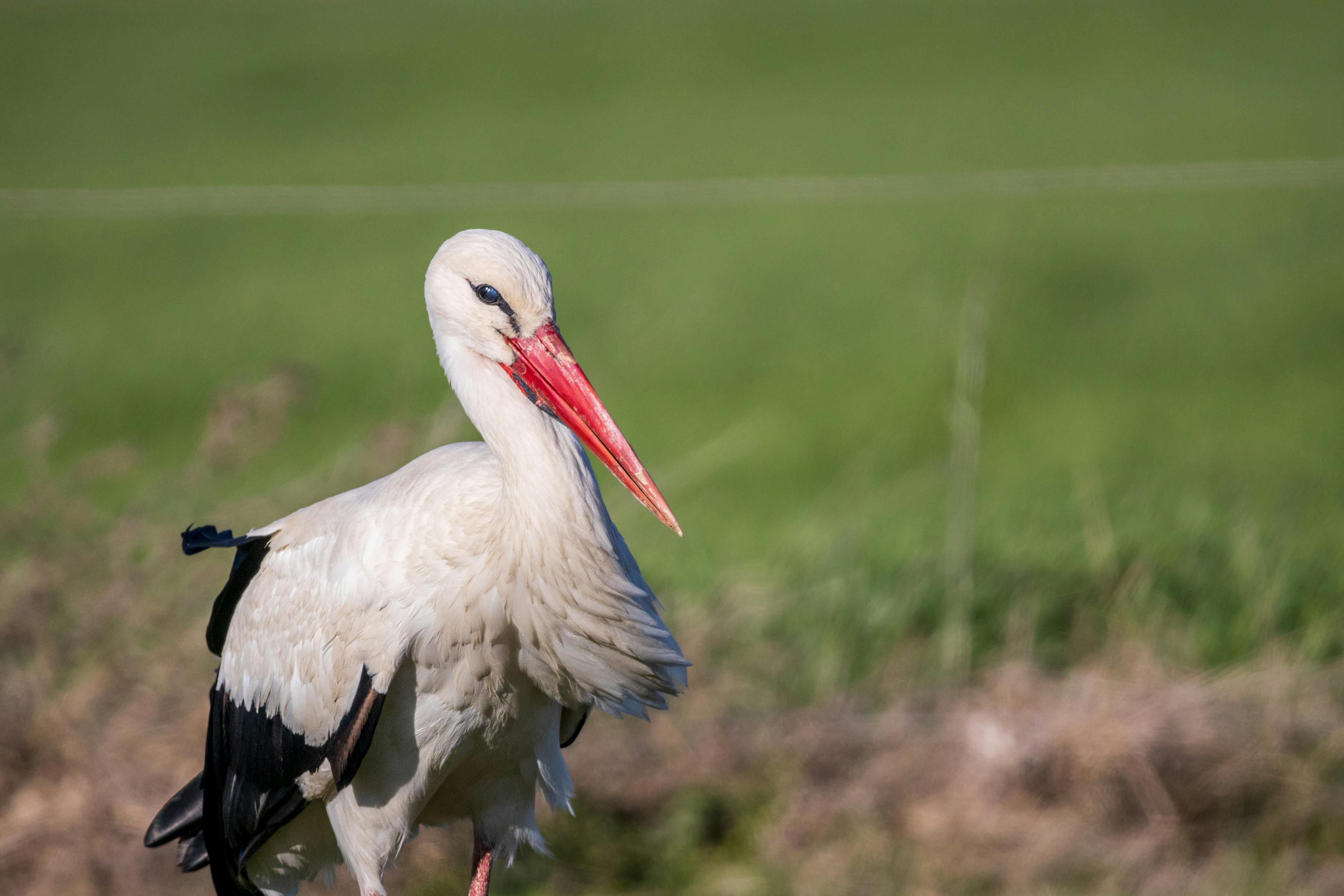 Close up of Stork · Free Stock Photo