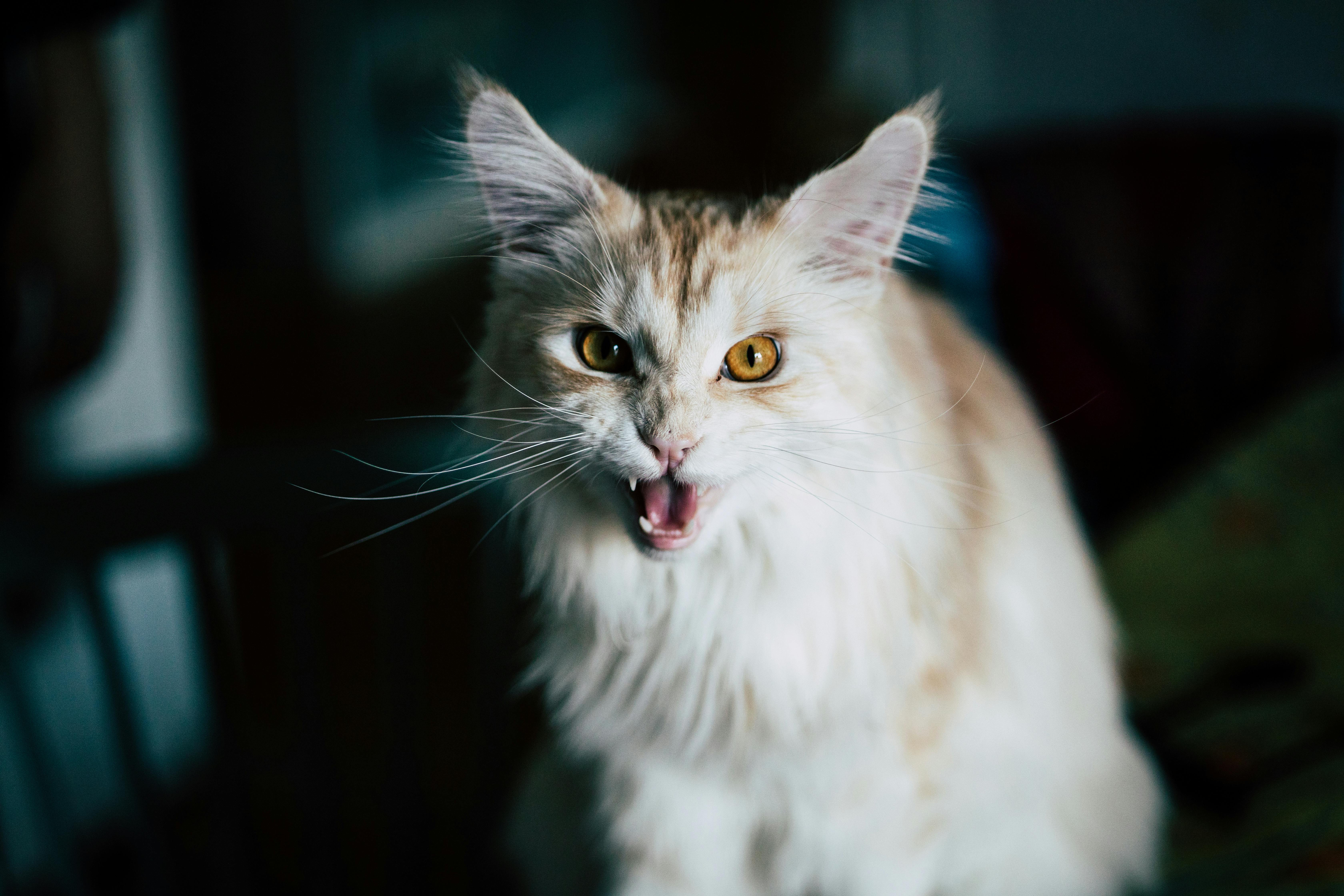 A Portrait of a White Downy Cat · Free Stock Photo