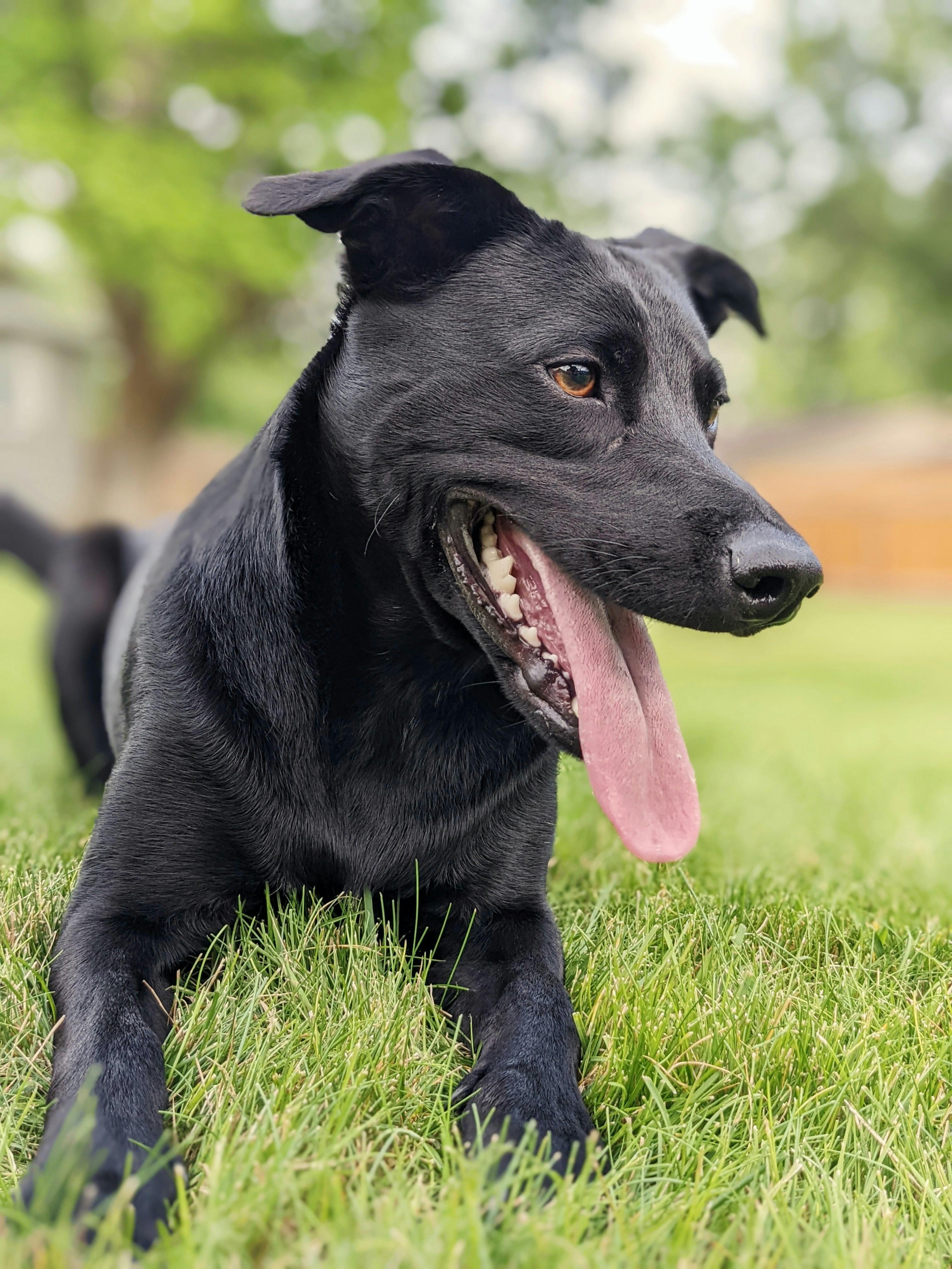 Lab Day Photos, Download The BEST Free Lab Day Stock Photos & HD Images