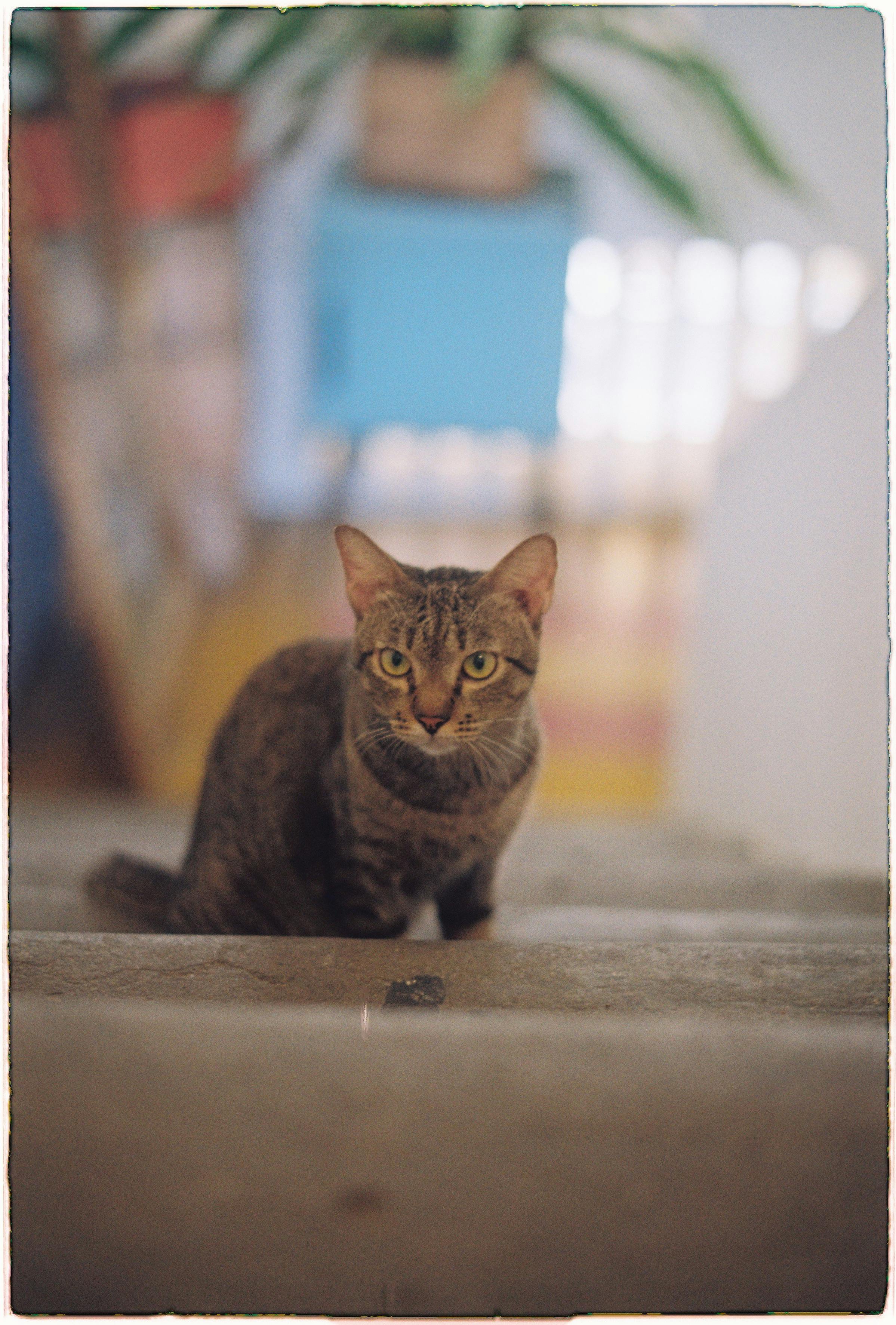 Cute Cat on Steps · Free Stock Photo