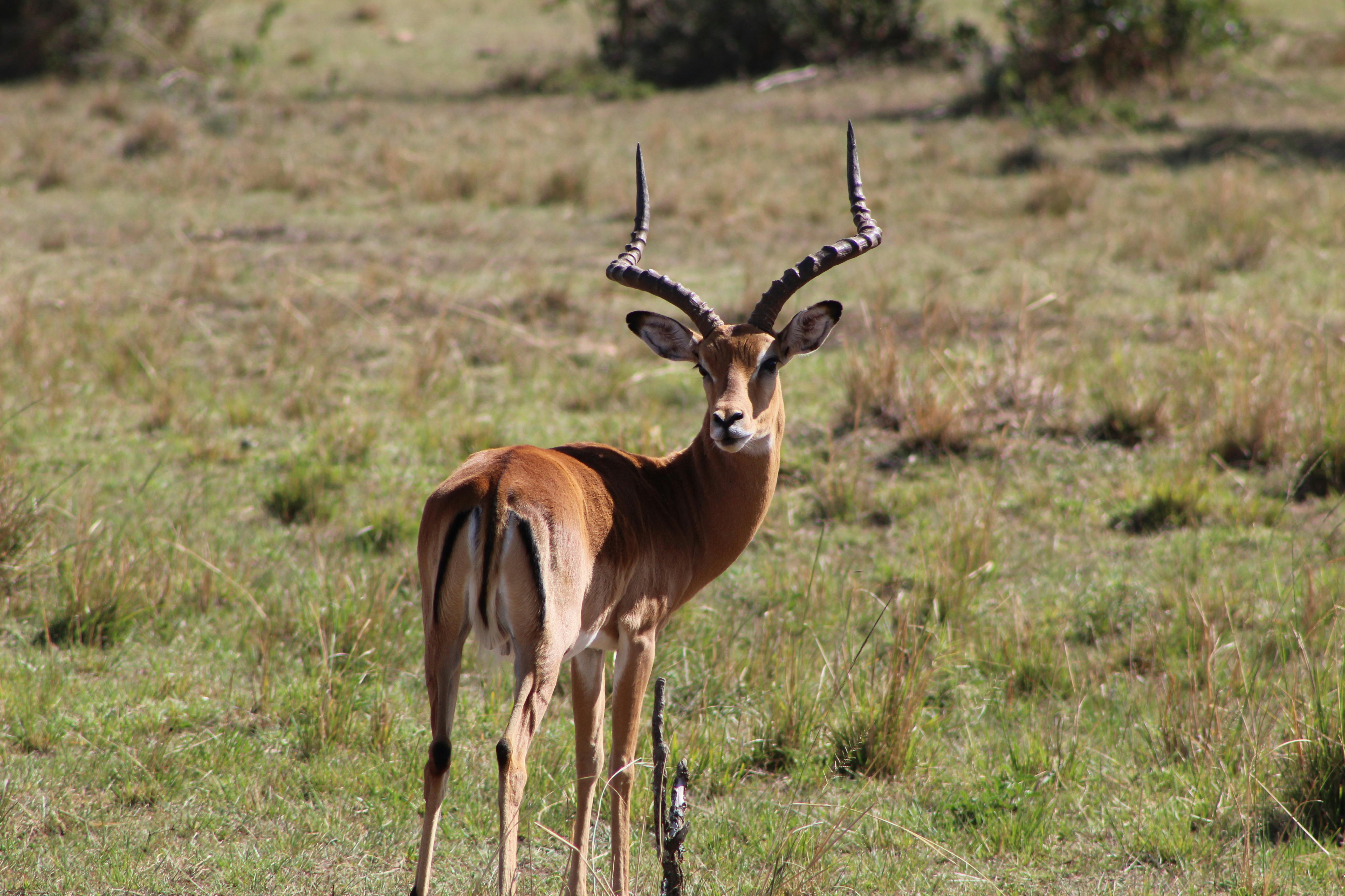 An Antelope Running Fast on a Grass Field · Free Stock Photo