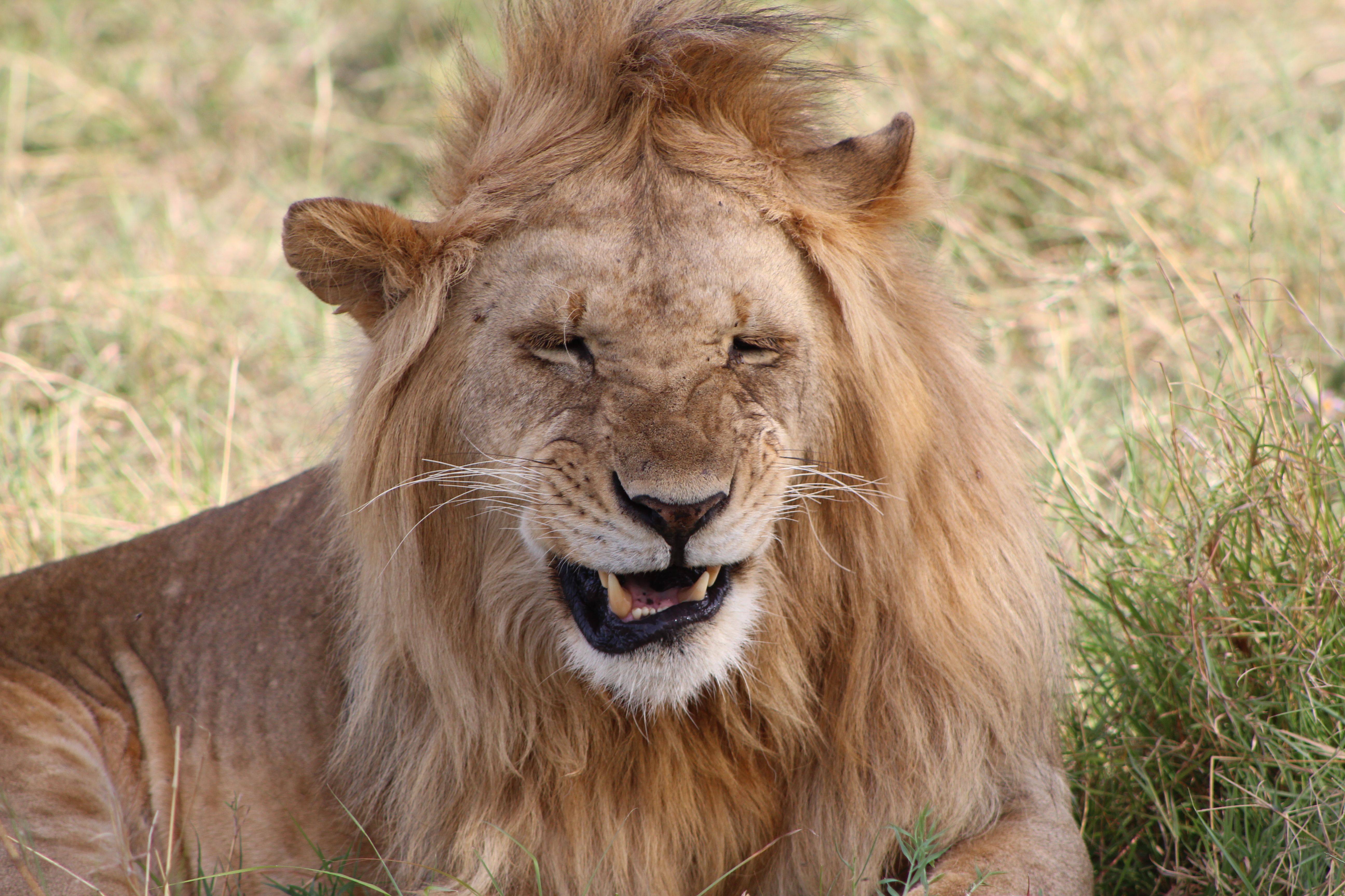 A Portrait of a Lion · Free Stock Photo