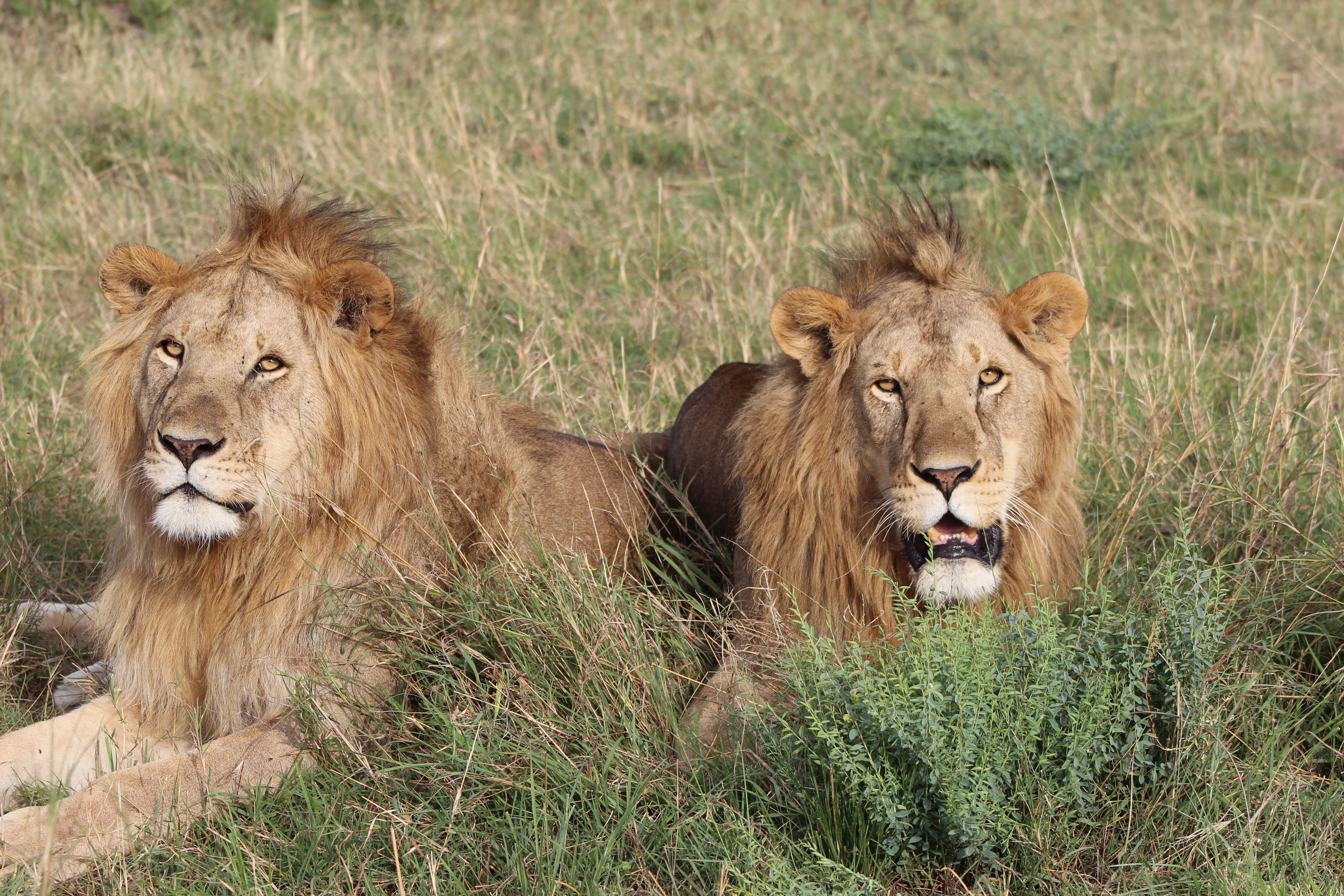 Animals Socialising Lions Photos, Download The BEST Free Animals ...