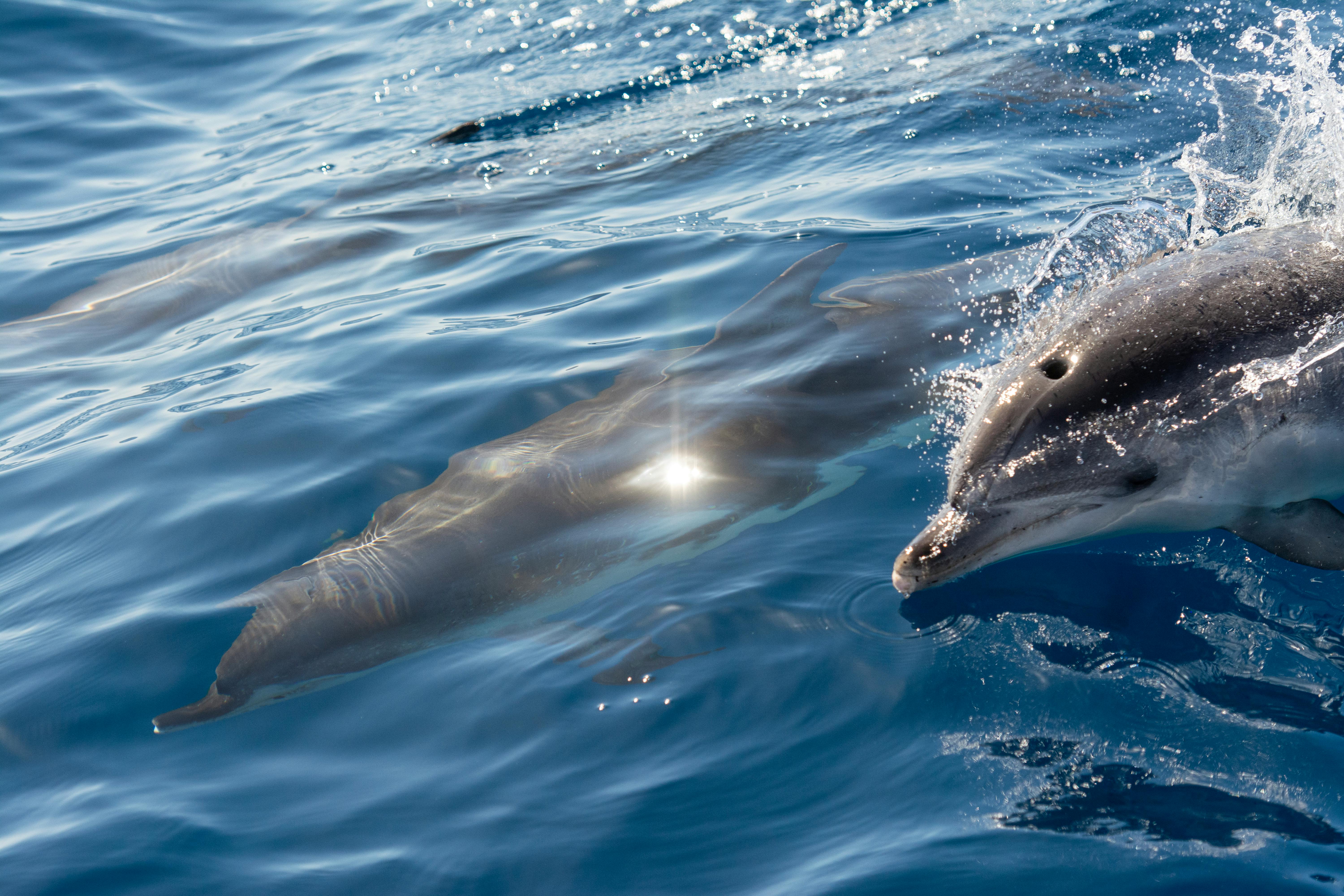Dolphins Swimming in Ocean · Free Stock Photo