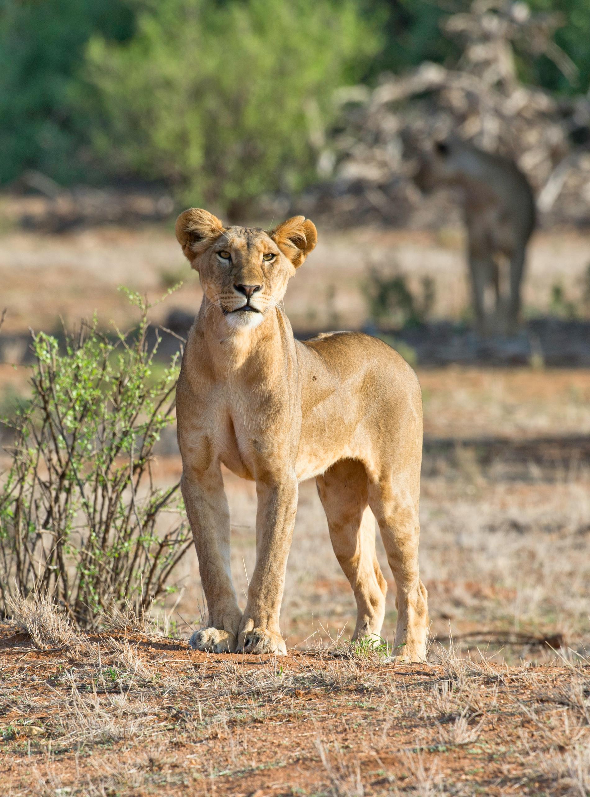40+ Amazing Lioness Photos · Pexels · Free Stock Photos