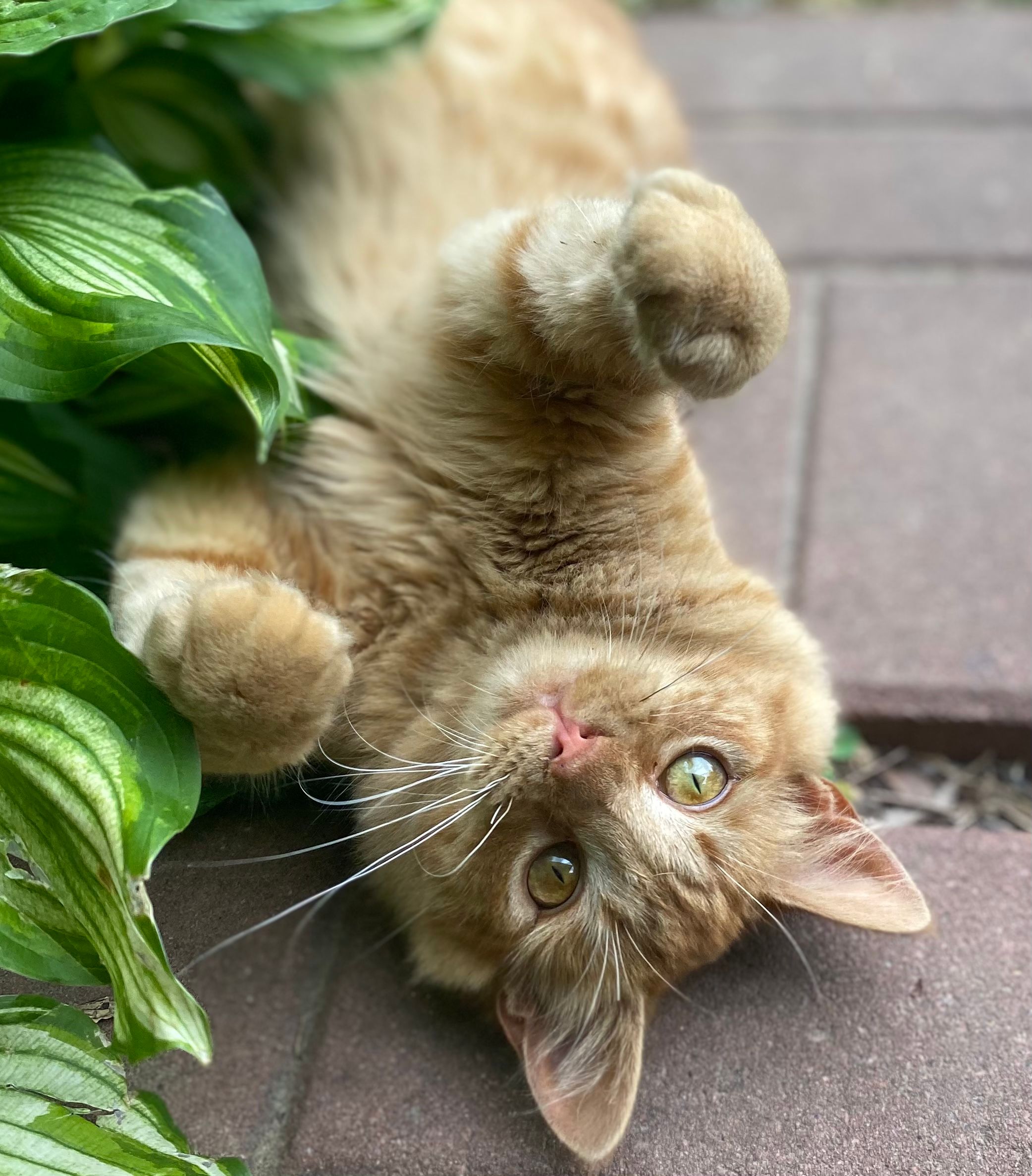 Cats Together under Railing · Free Stock Photo