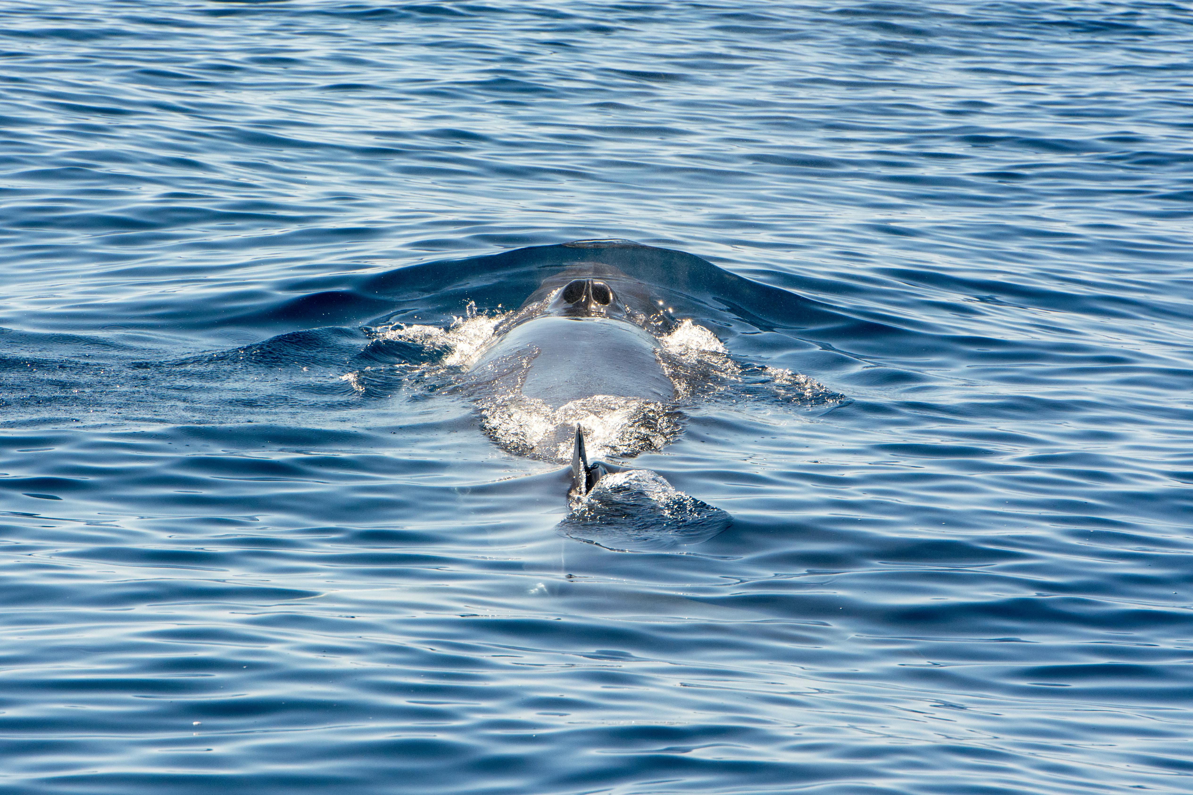 Seal Swimming on its Back · Free Stock Photo