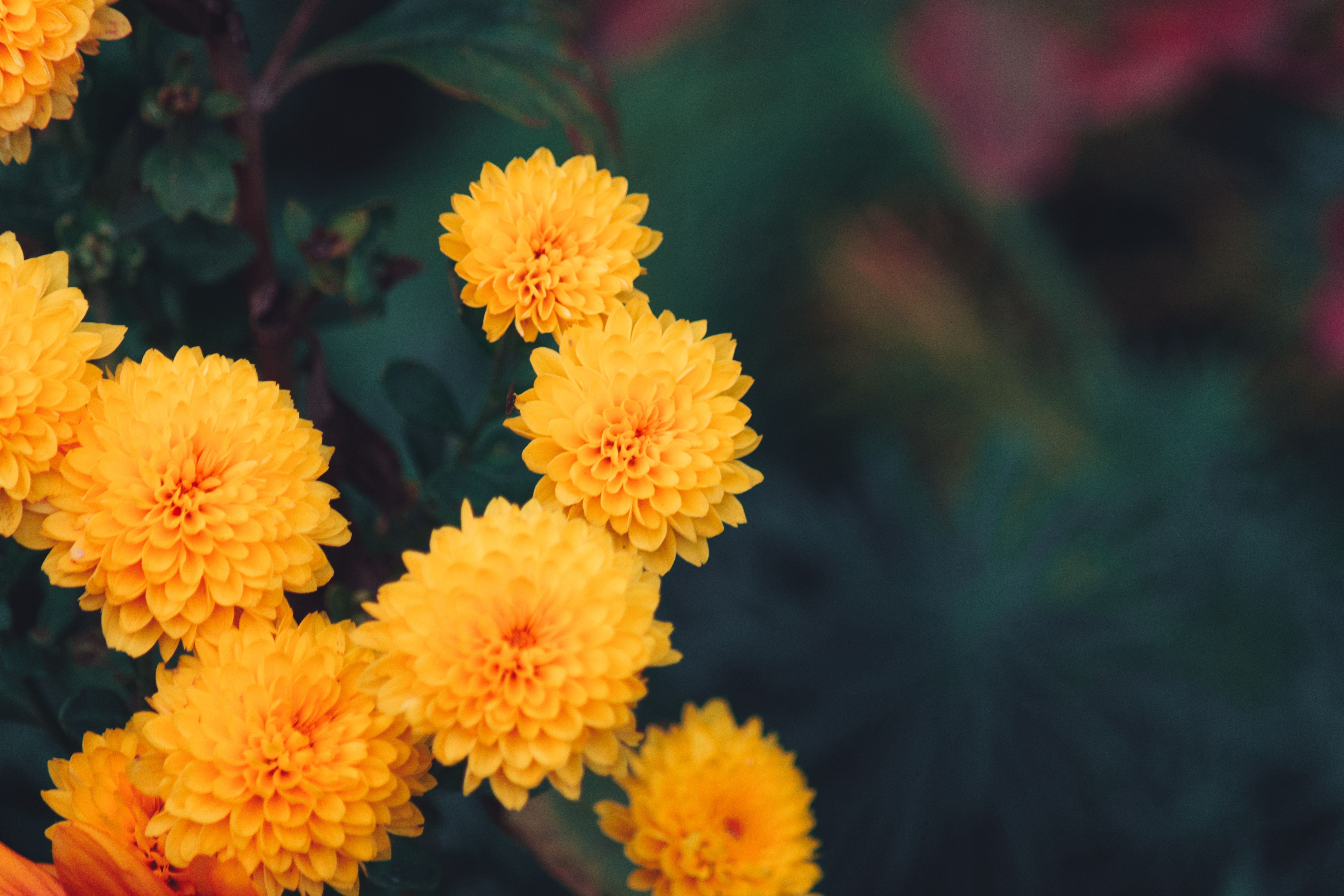 Yellow Flowers · Free Stock Photo