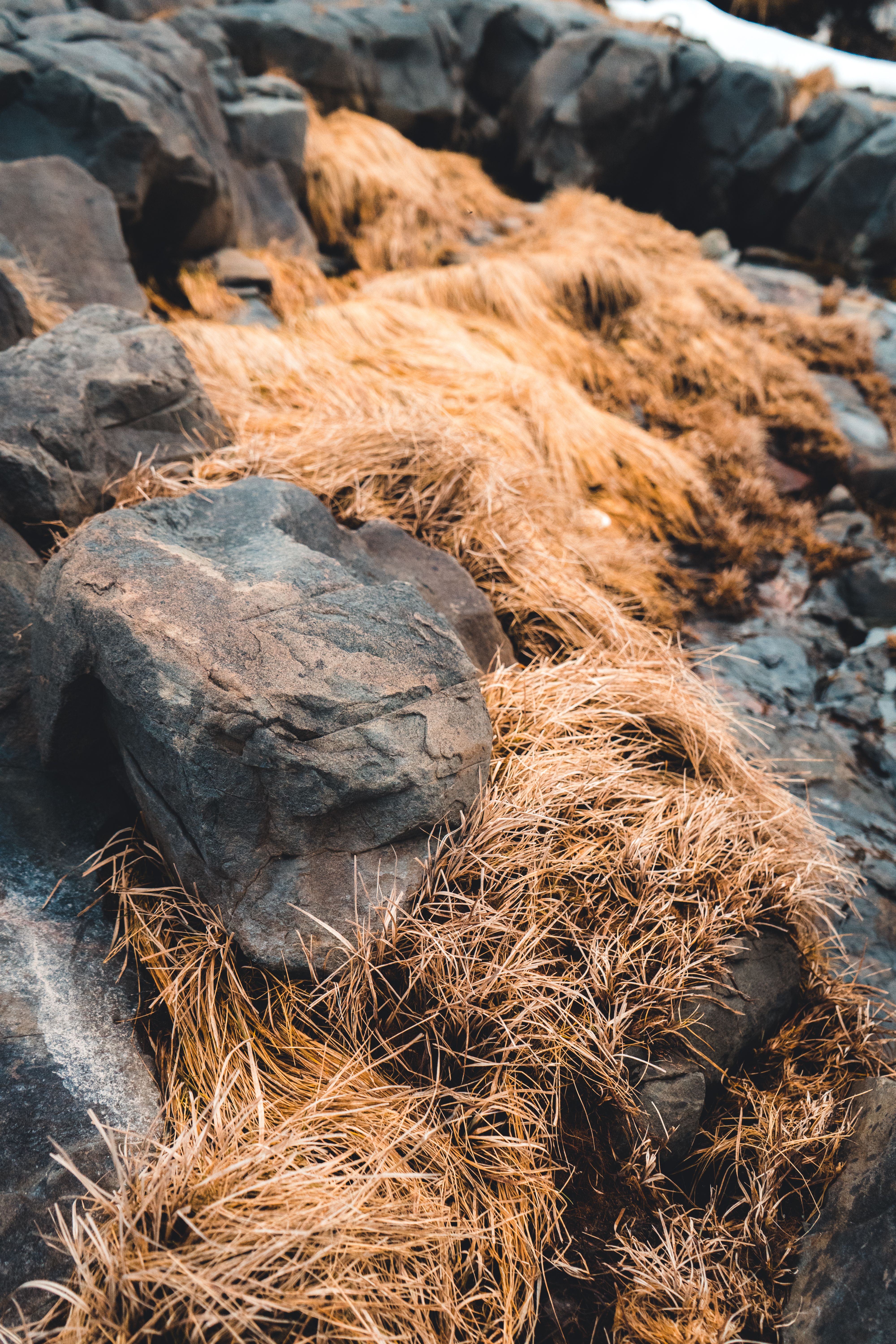 Grass Growing among Rocks · Free Stock Photo