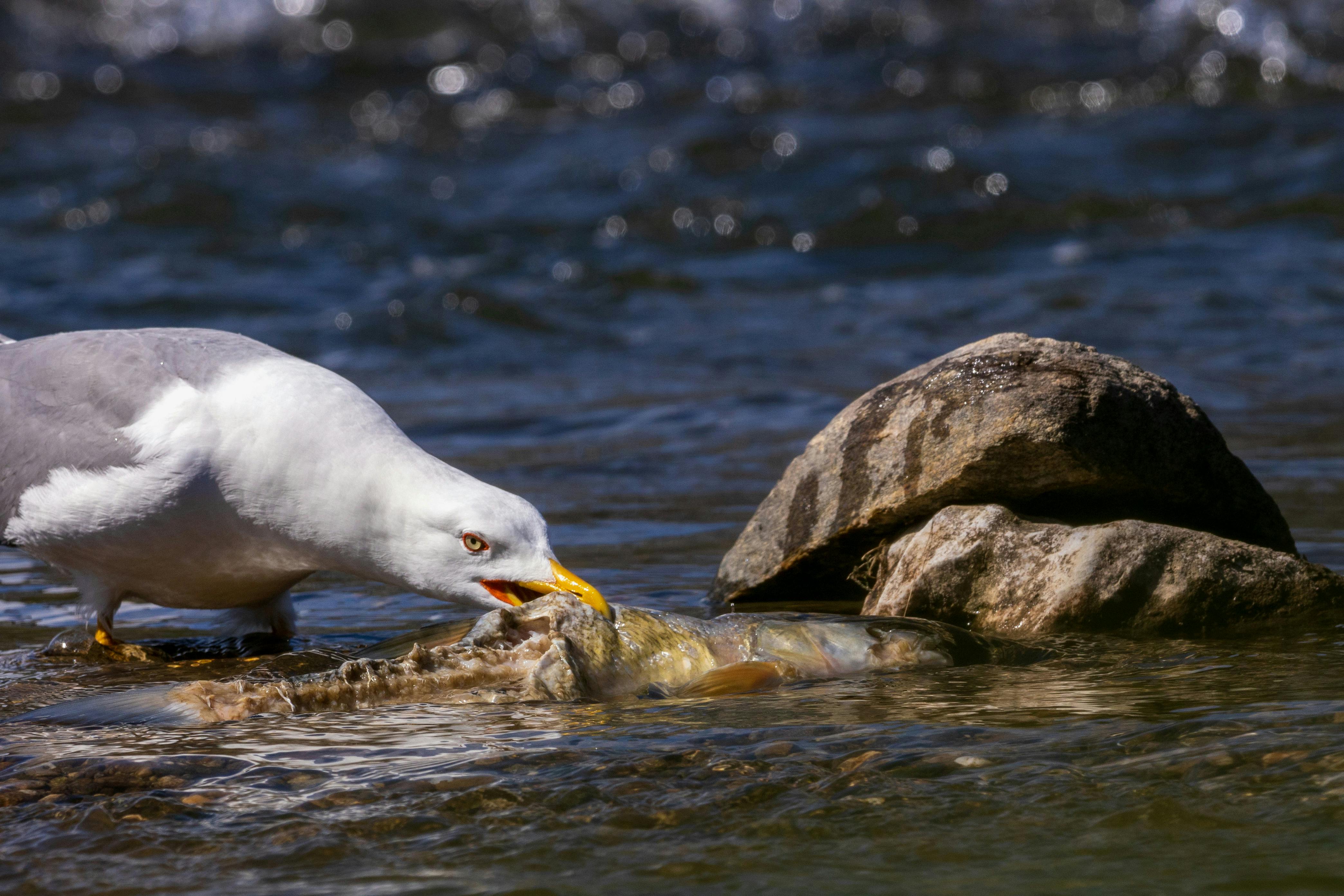 White Bird on Picking Food · Free Stock Photo