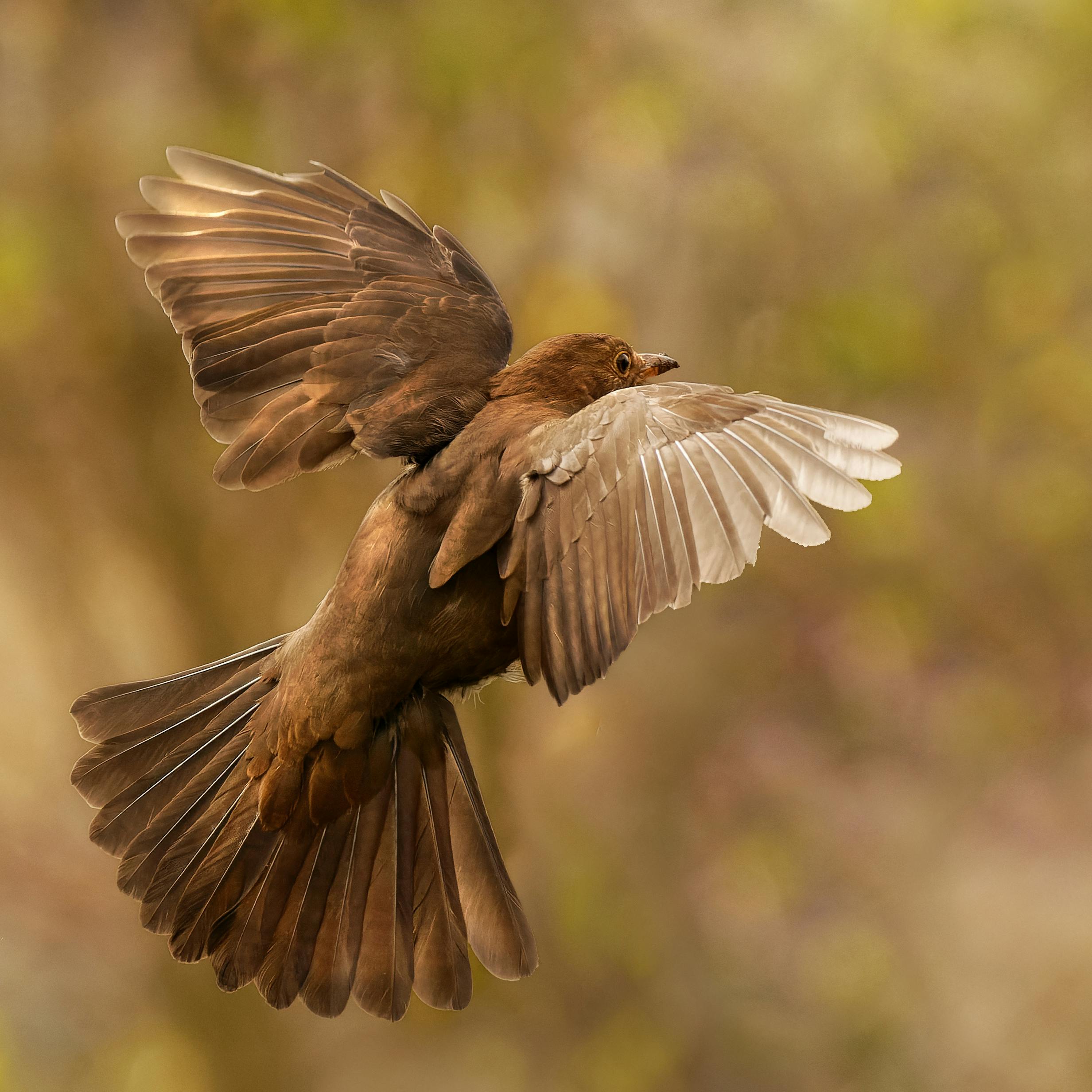 Sparrow in Flight with Spread Wings · Free Stock Photo