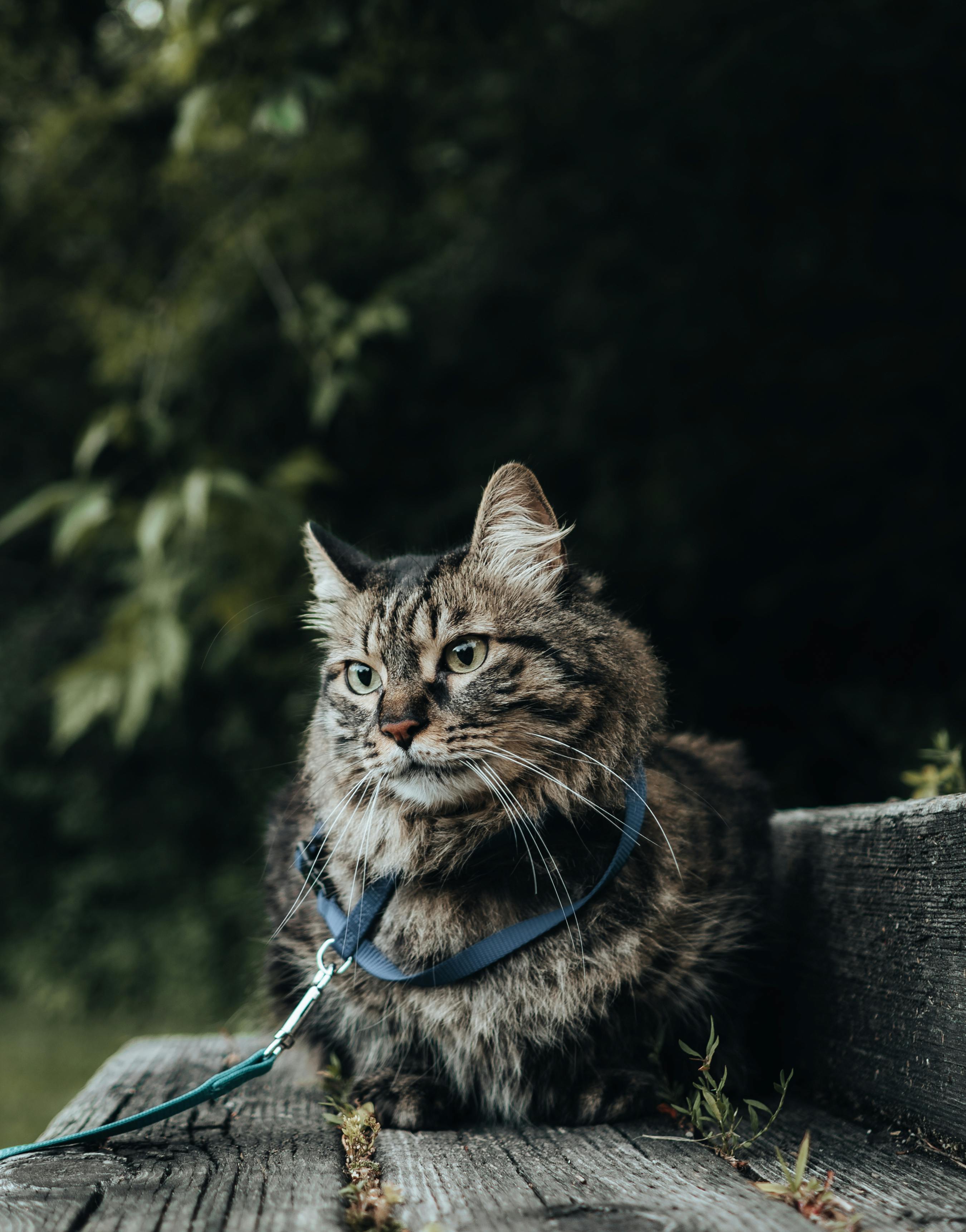 Cute Cat Outdoors · Free Stock Photo