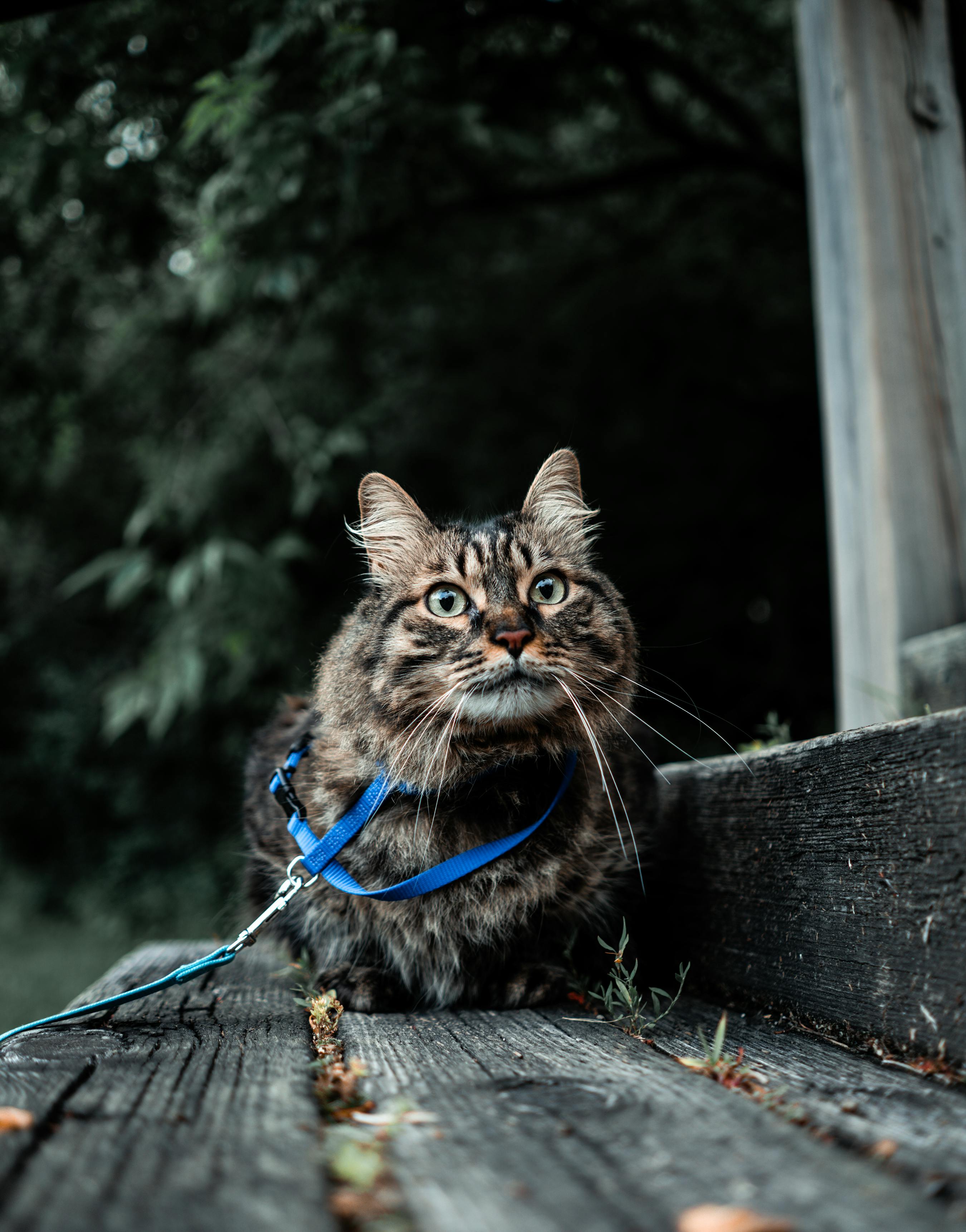 Cute Cat Outdoors · Free Stock Photo