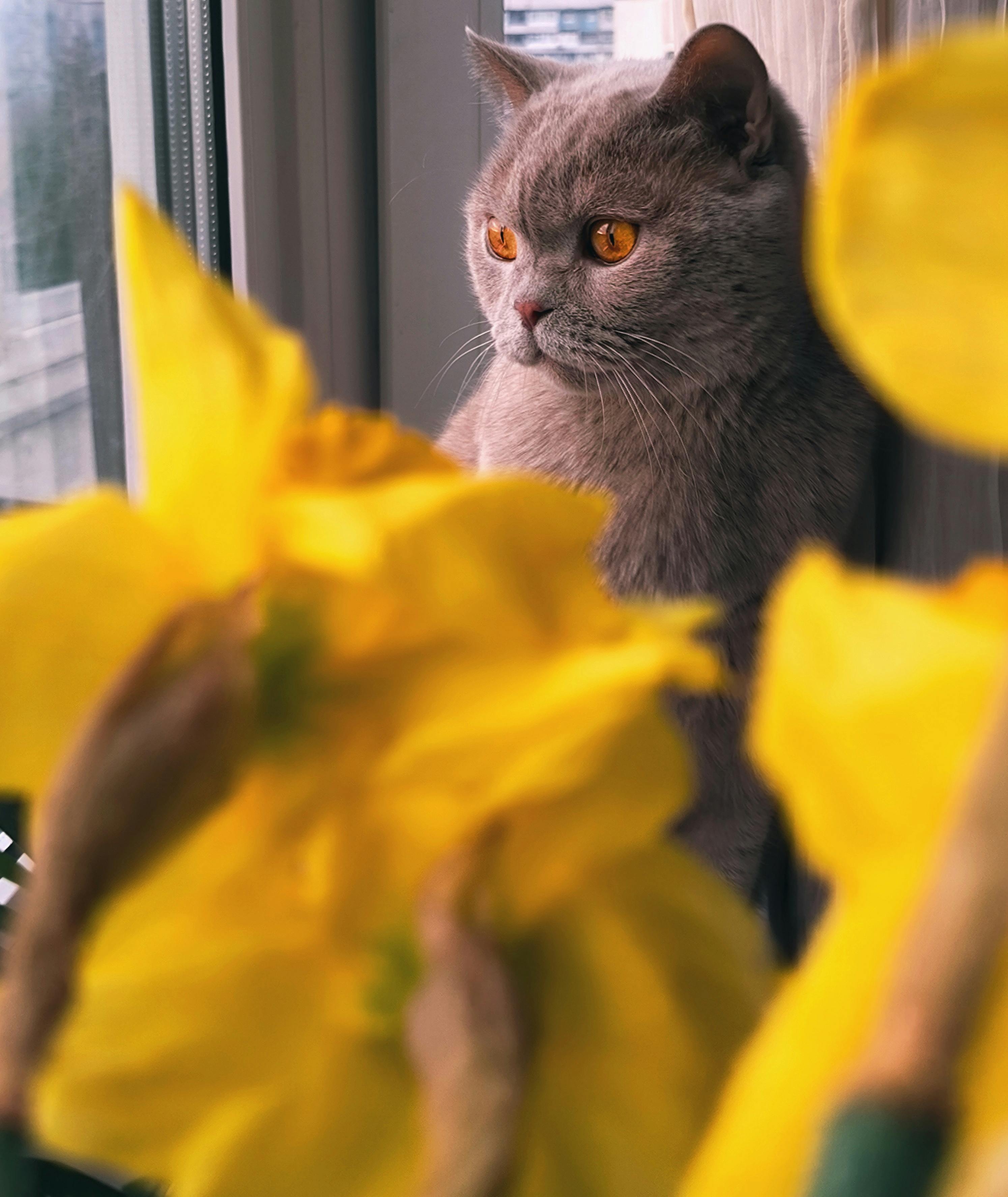 Russian Blue among Flowers · Free Stock Photo