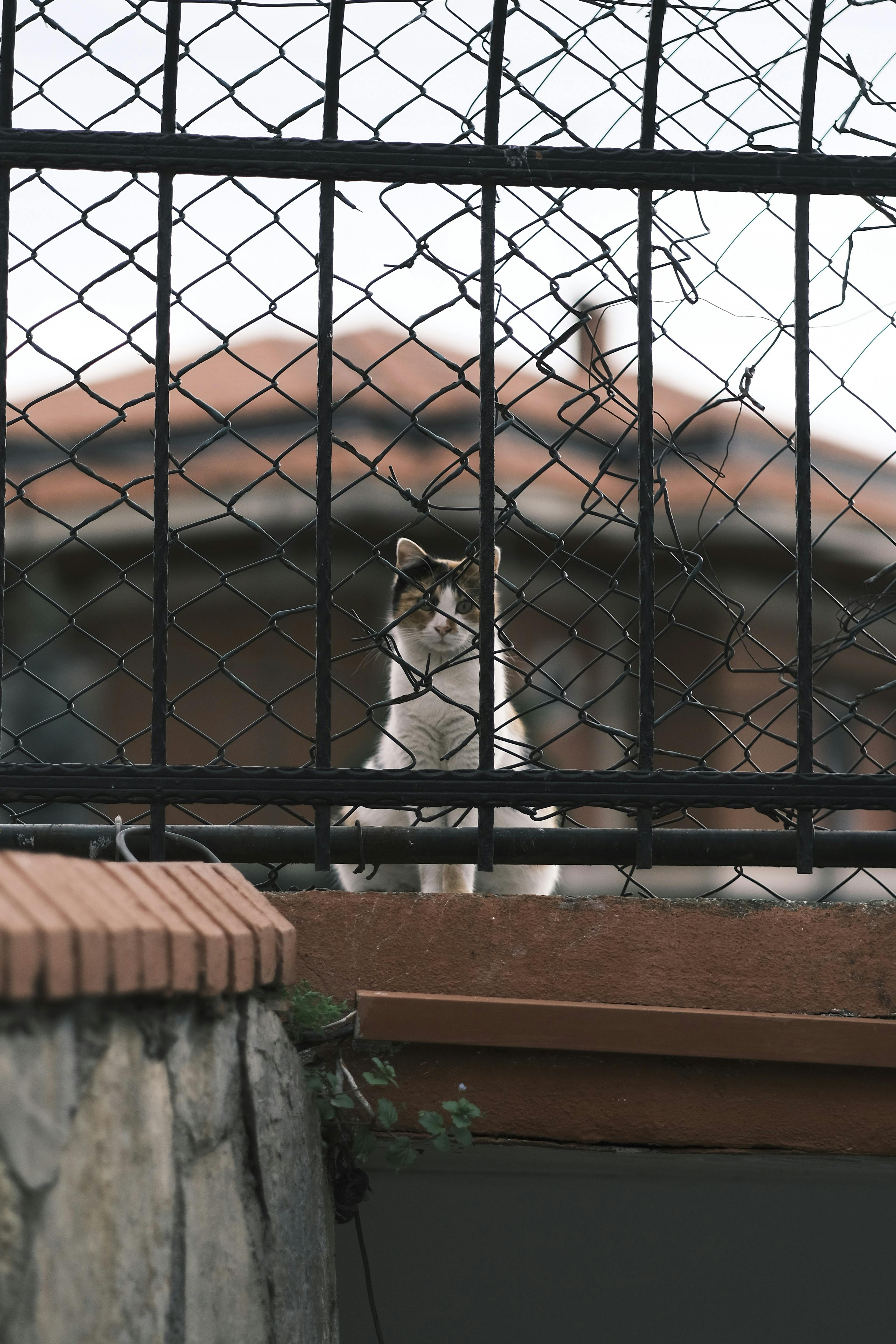 Cat behind Fence · Free Stock Photo