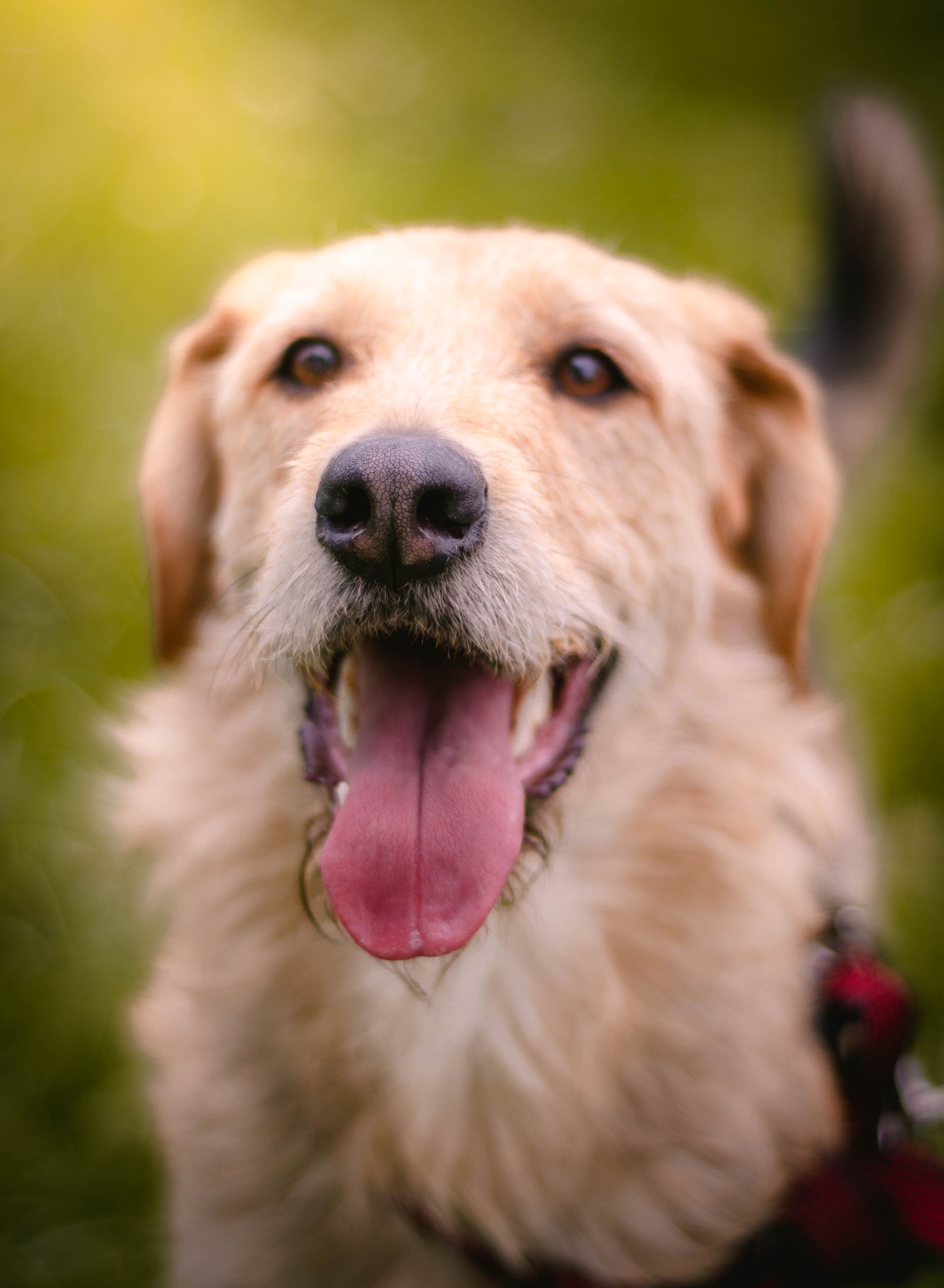 Aesthetic Dog Photos, Download The BEST Free Aesthetic Dog Stock Photos ...