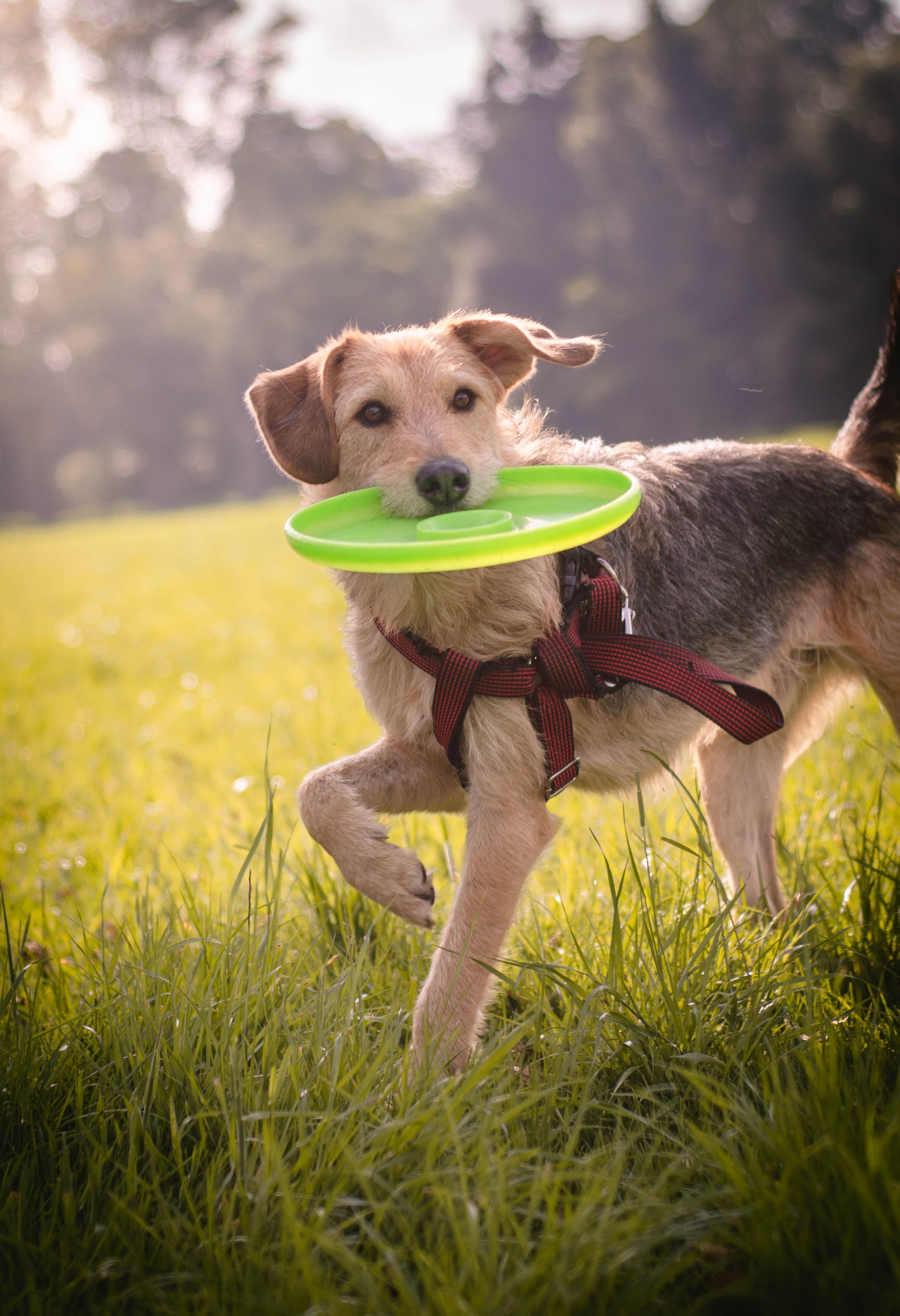 Dog with a Frisbee in its Mouth · Free Stock Photo