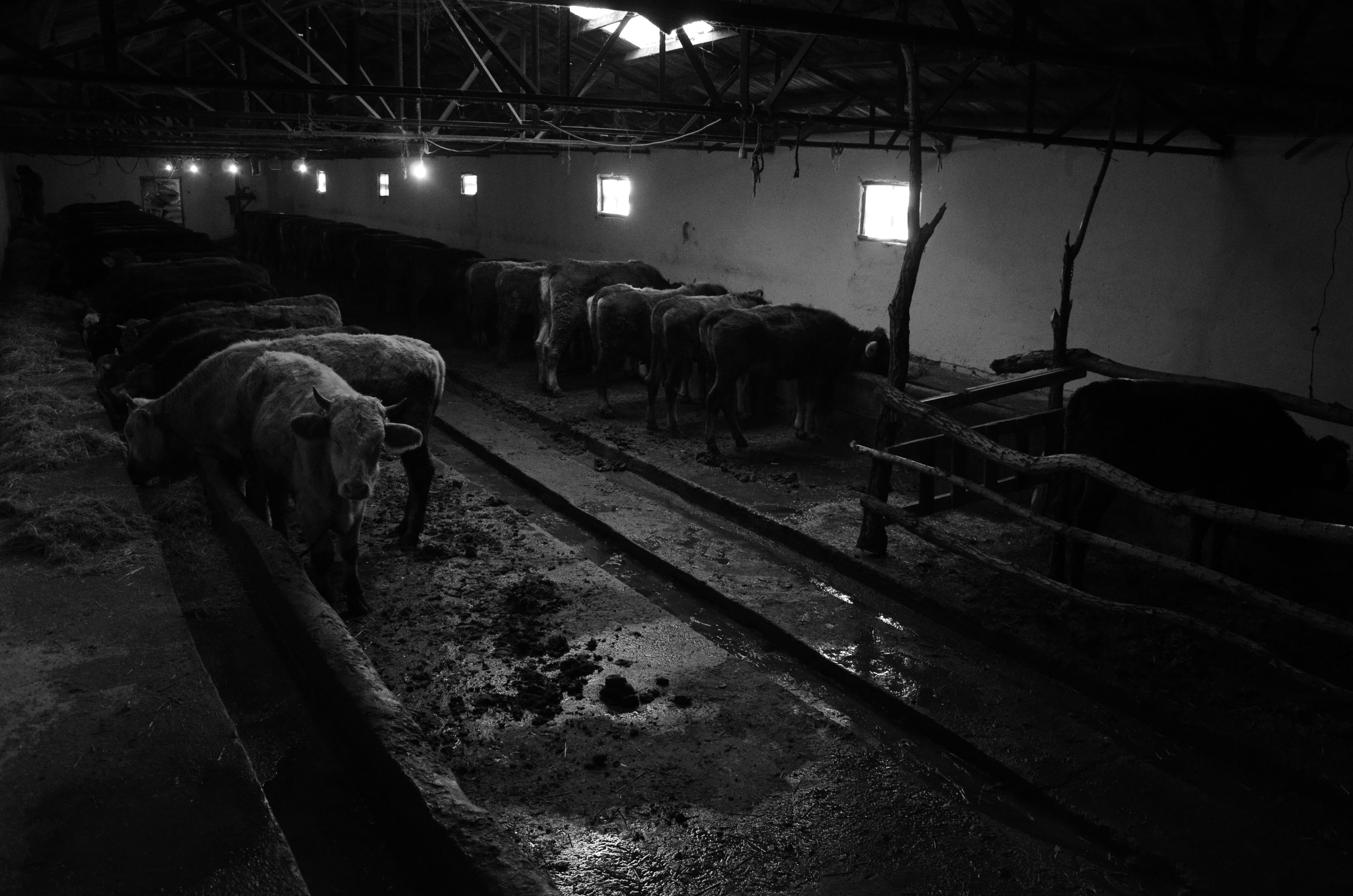 Cattle In Stable Photos, Download The BEST Free Cattle In Stable Stock ...