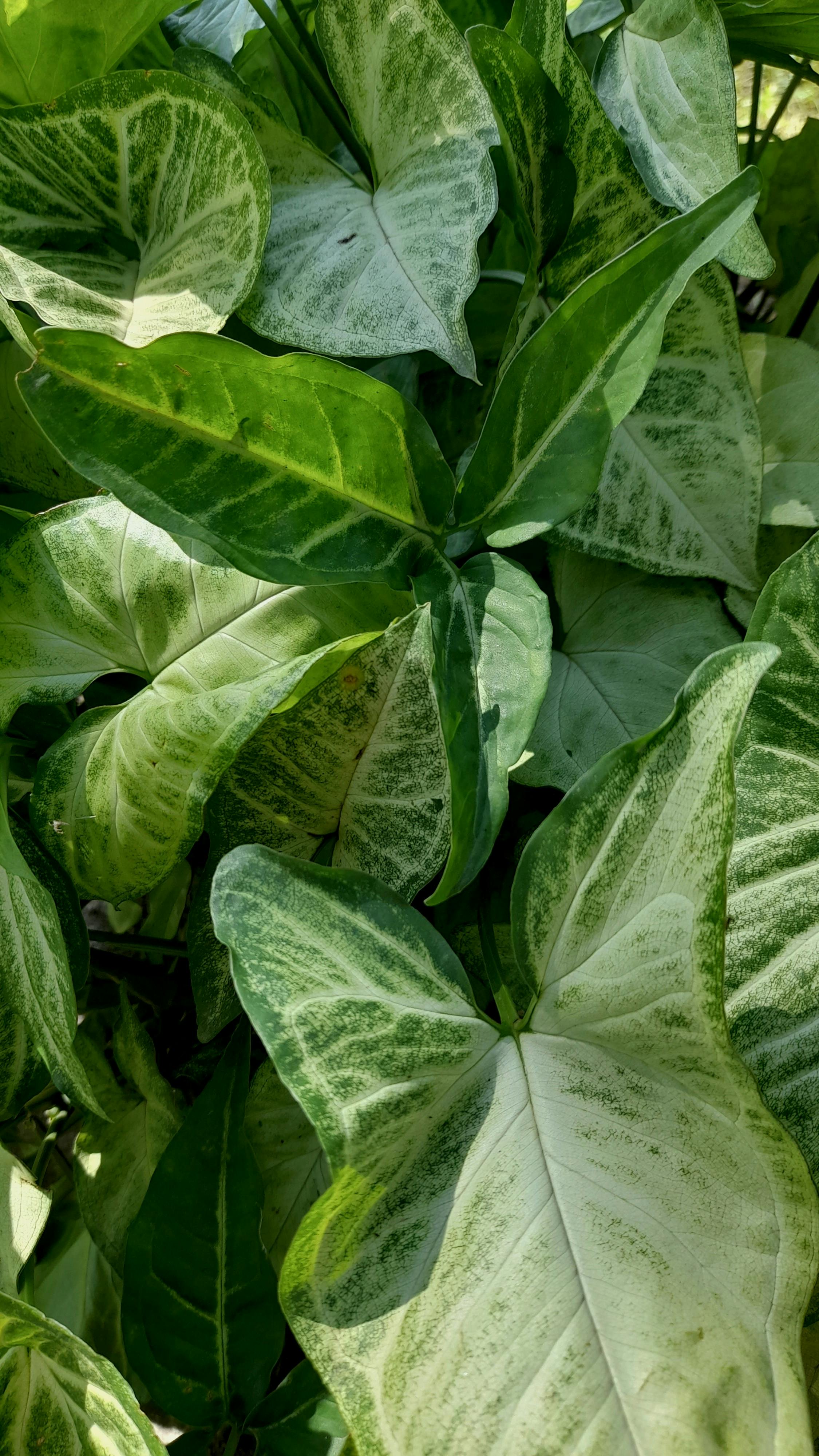 African Evergreen Photos, Download The BEST Free African Evergreen ...