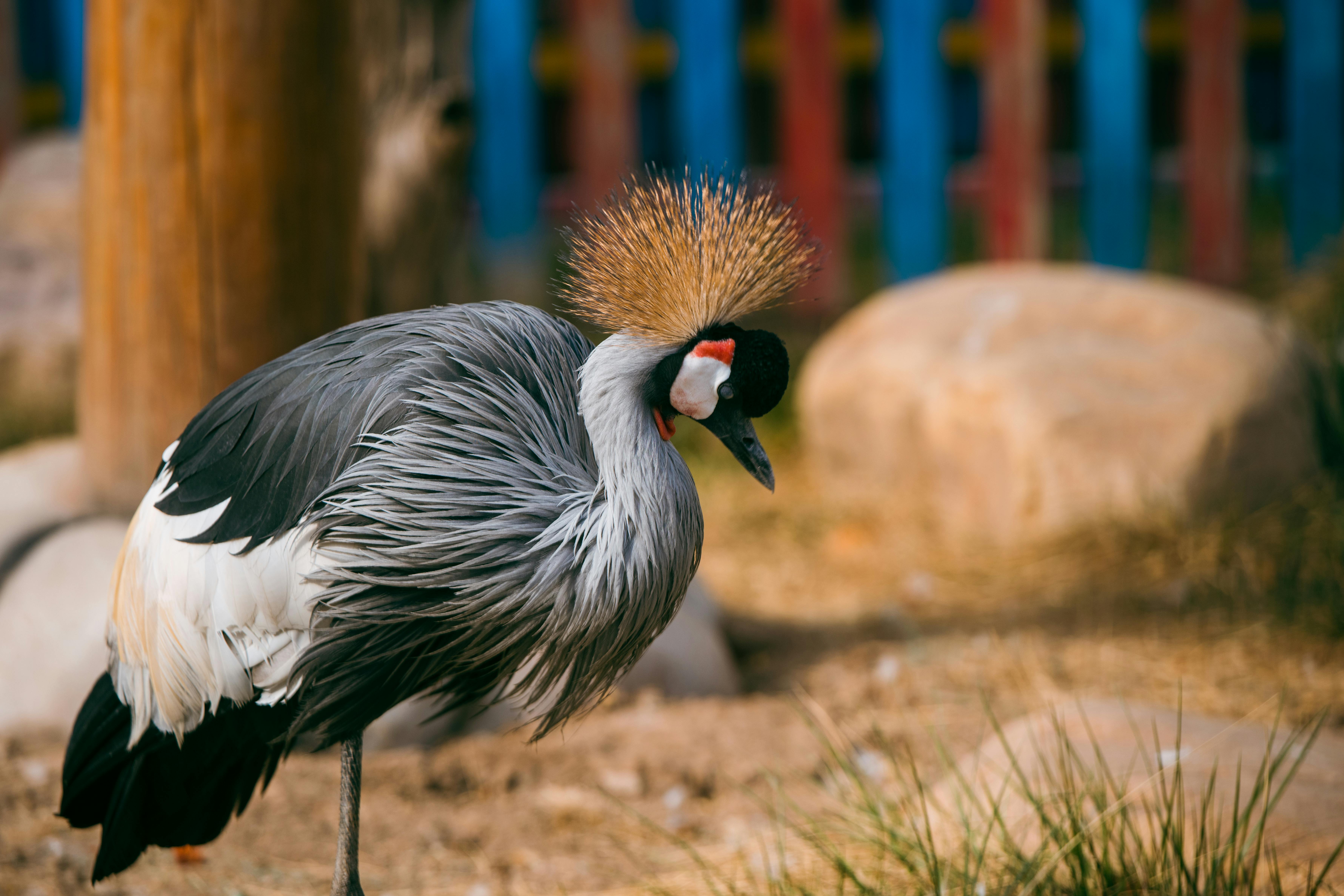 A Grey Crowned Crane Bird · Free Stock Photo